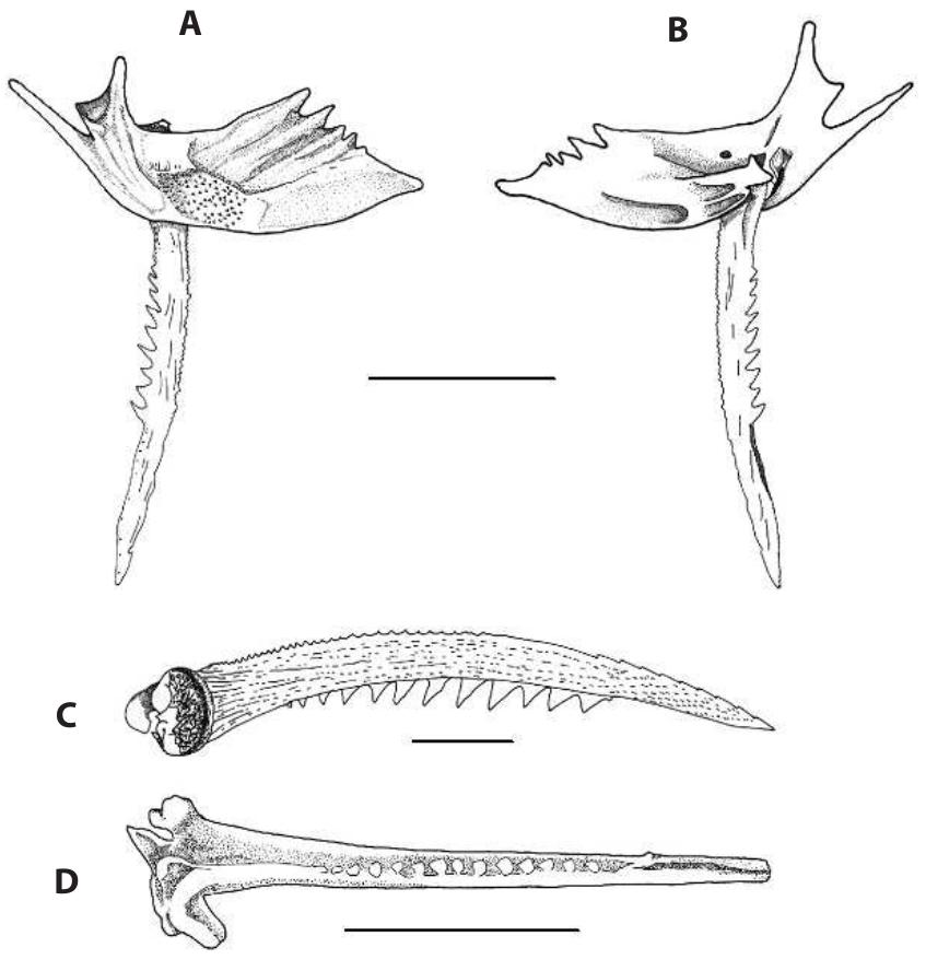 Bony elements of the pectoral girdle of pimelodella sp. (su