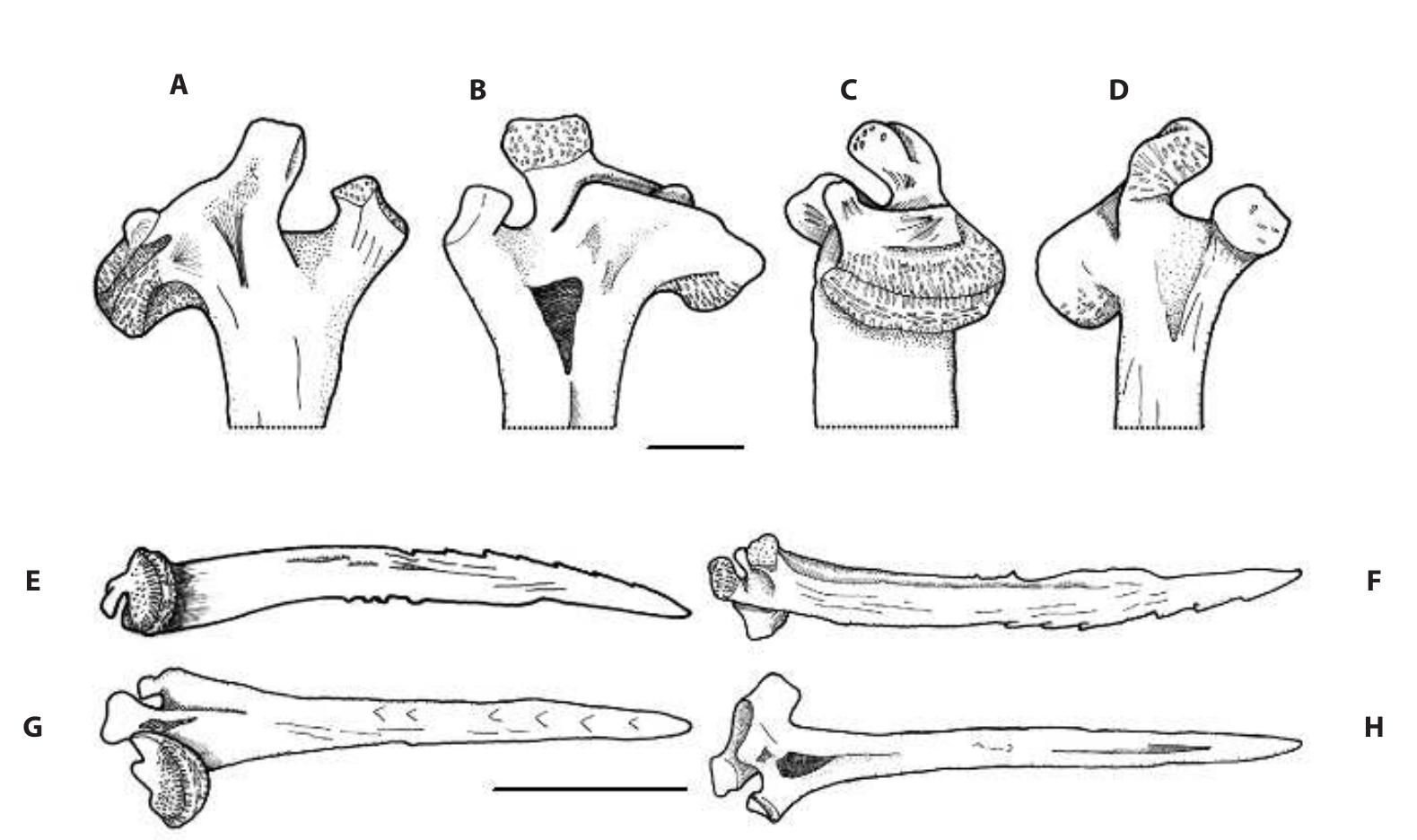 Bony elements of the pectoral girdle of rhamdia quelen (ku