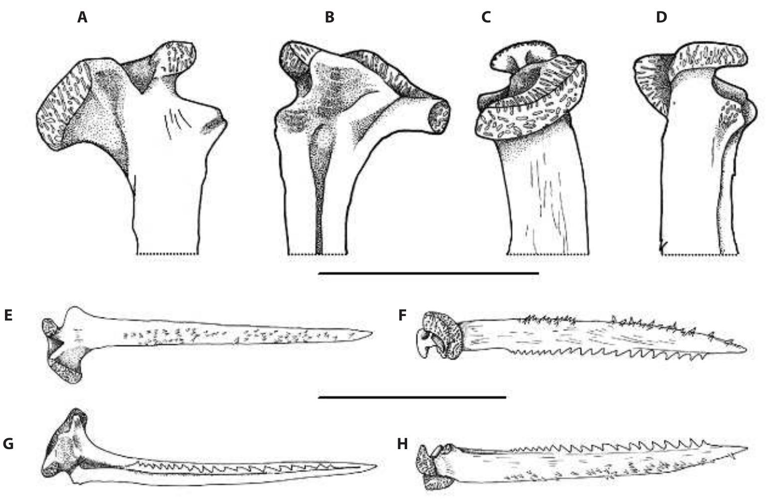 Bony elements of the right pectoral girdle of hoplosternum