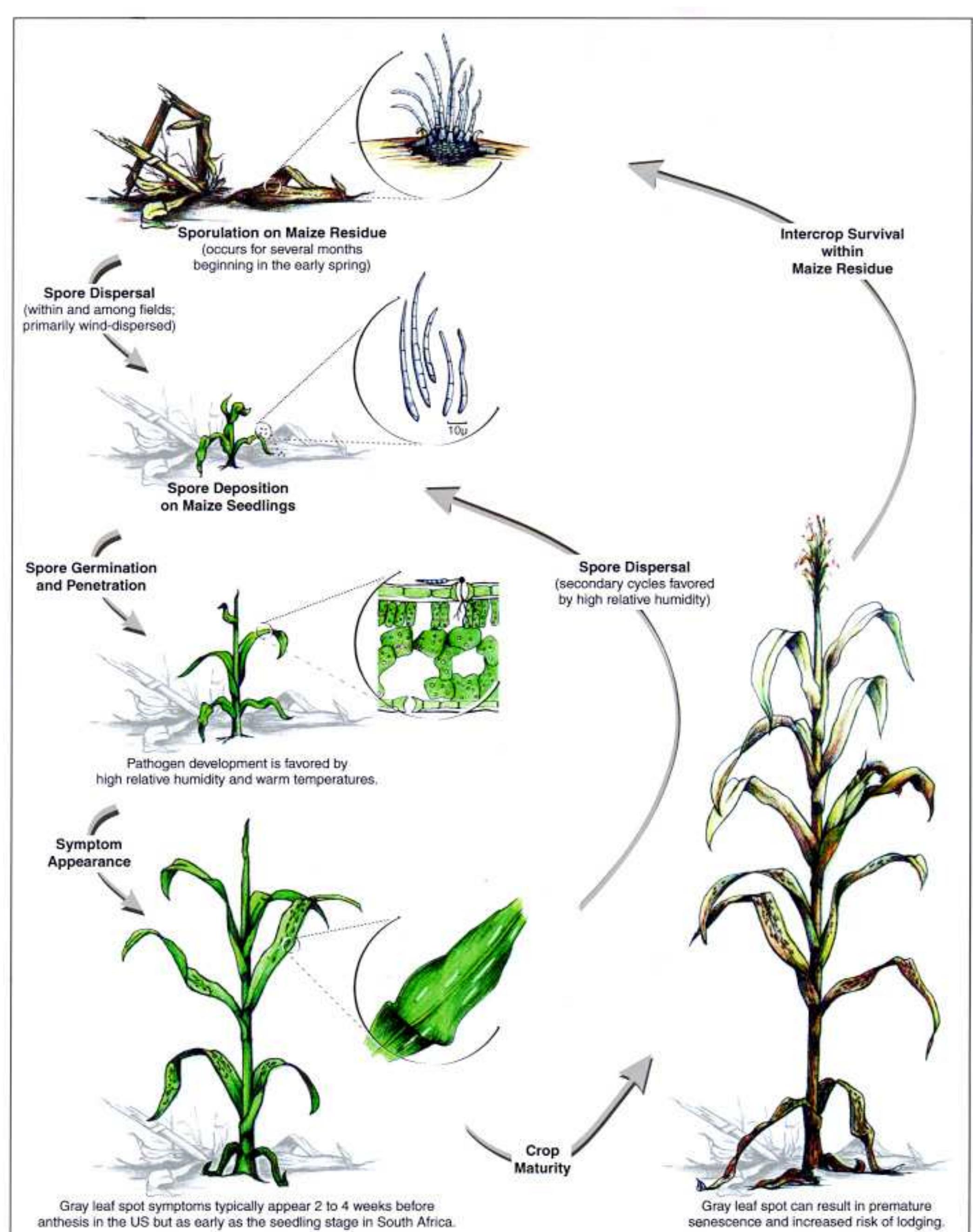 Figure 5 - from Gray leaf Spot: A Disease of Global