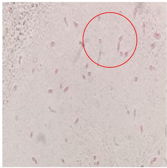 To confirm the colonies of e. coli bacteria, the colonies