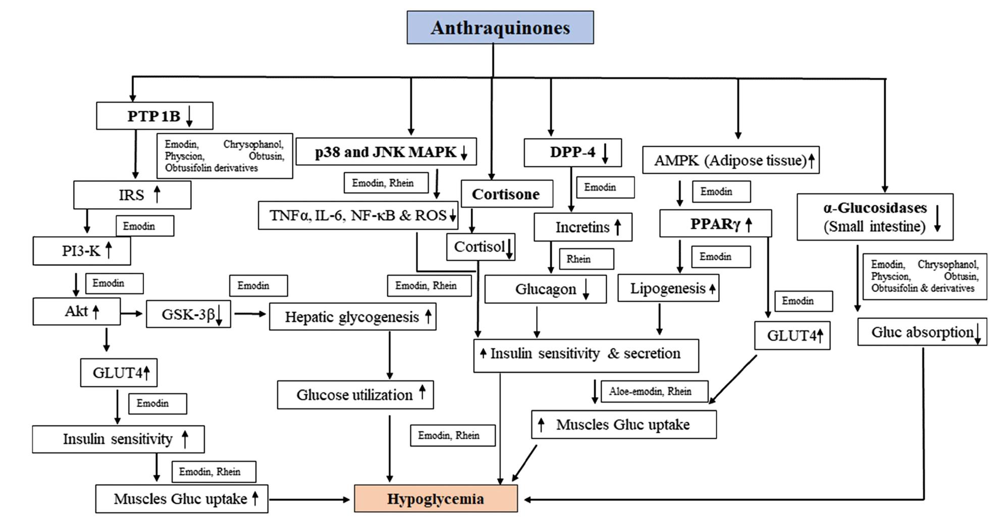 Proposed antidiabetic mechanism of action for anthraquinones