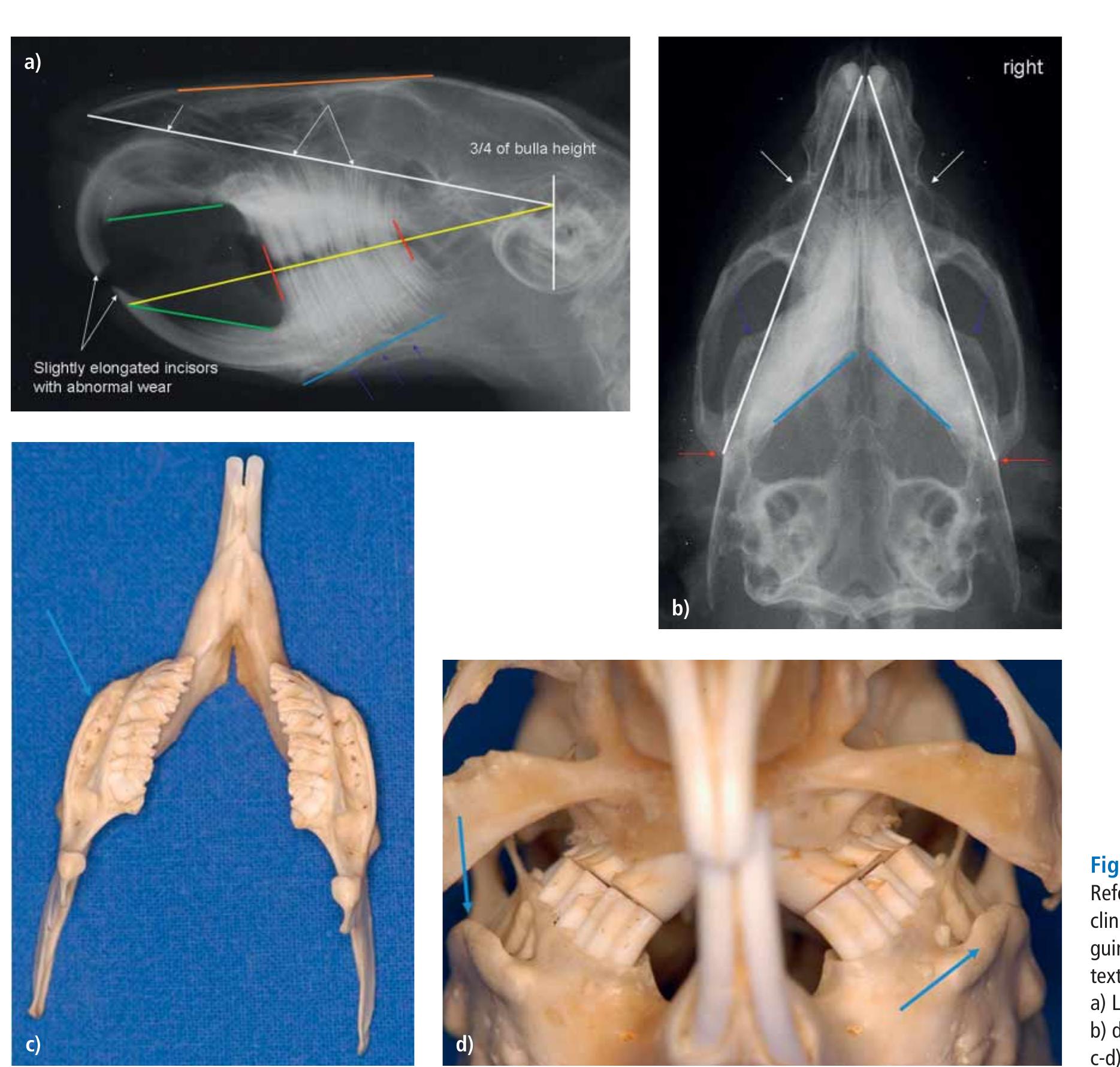 E. boehmer; d. crossley: objective interpretation of dental