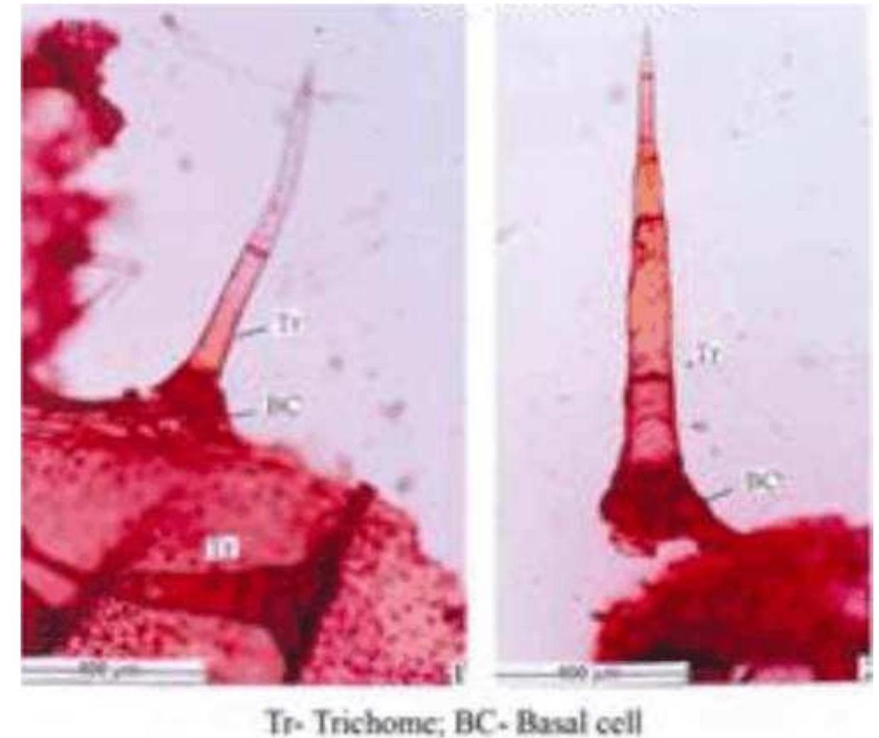 Anotomy of trichome of cucumber leaf grown under shade