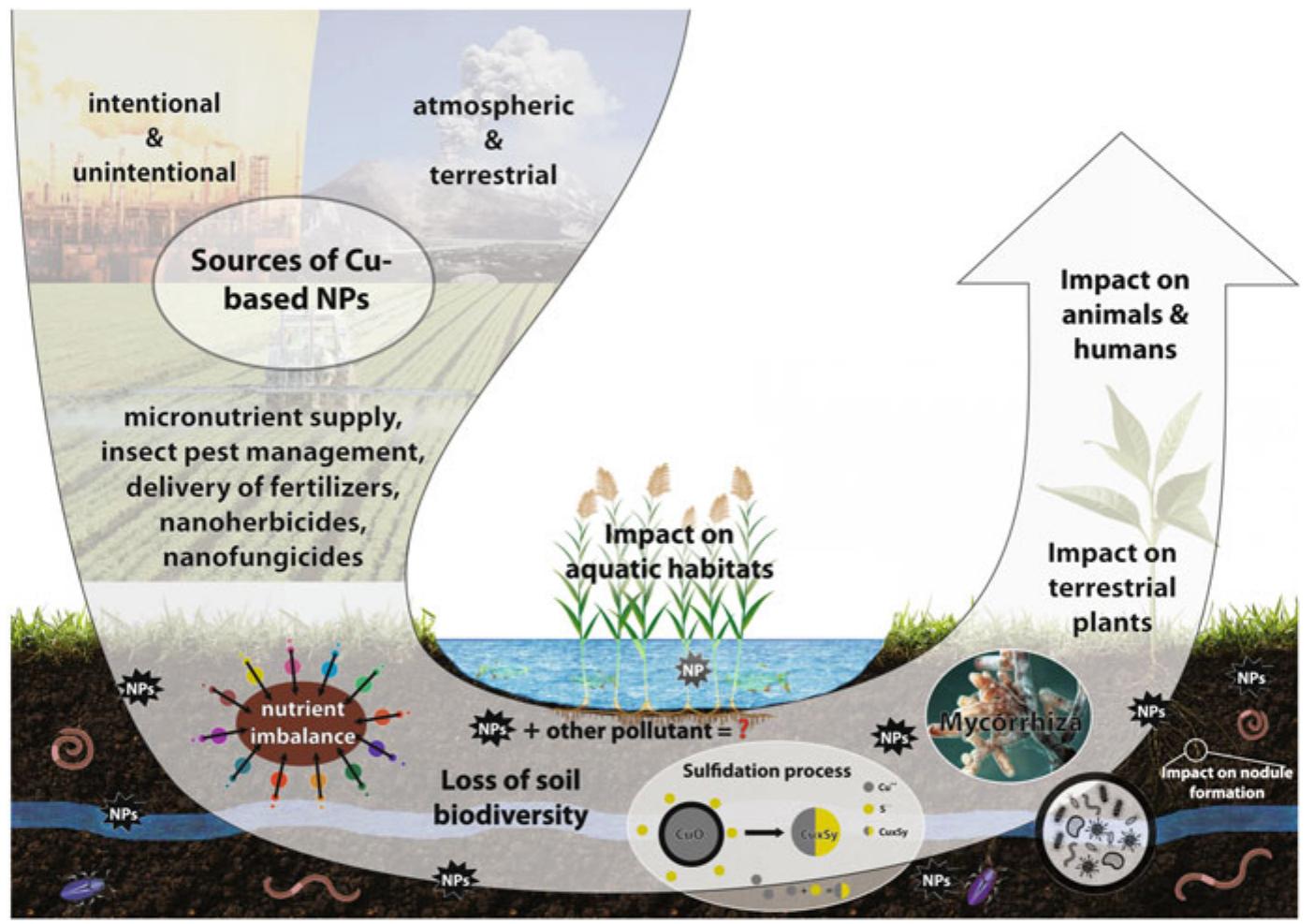 Schematic of cu-based nps sources to environment and their