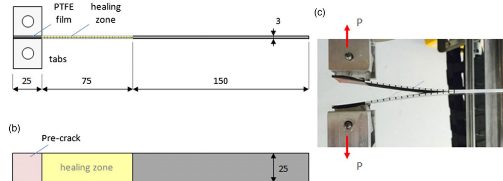 Schematic of the double cantilever beam (dcb) test