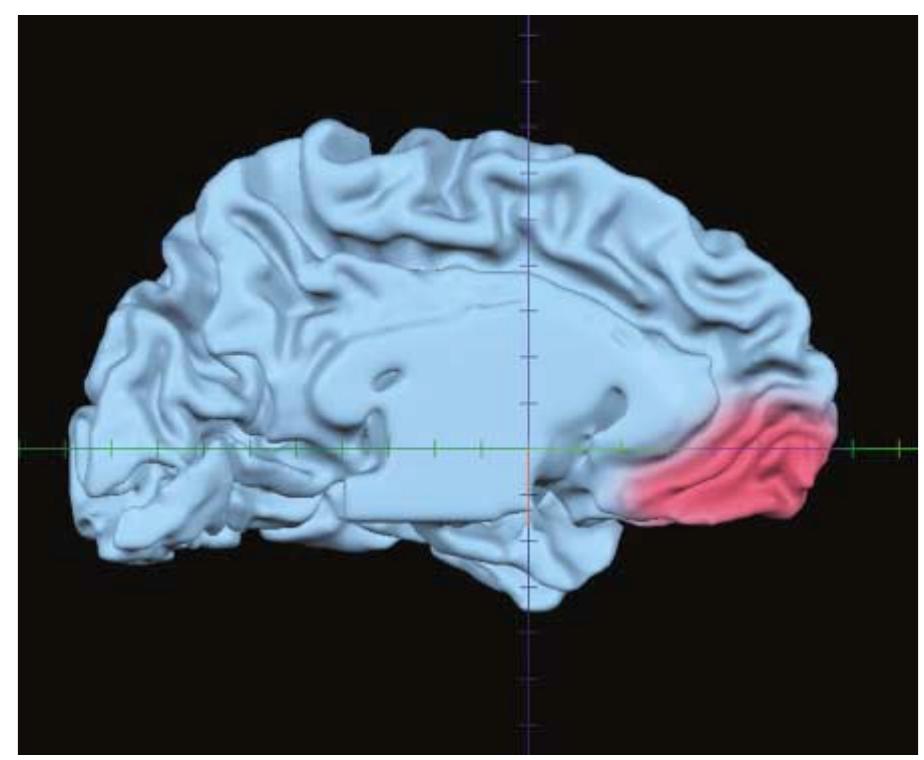 Medial view of the left half of a human brain, with the