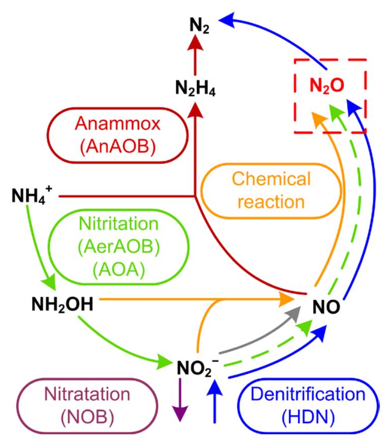 6 routes of n,o generation in partial nitritation—-anammox