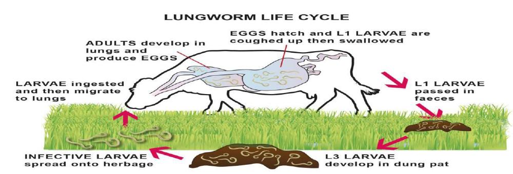 The life cycle of d. viviparous is direct. infection is by