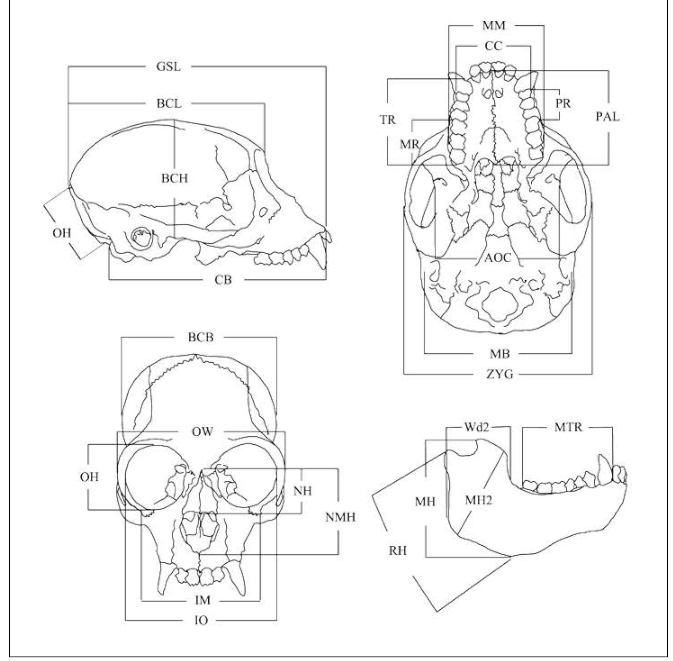 Visual representation of cranio-mandibular measurements
