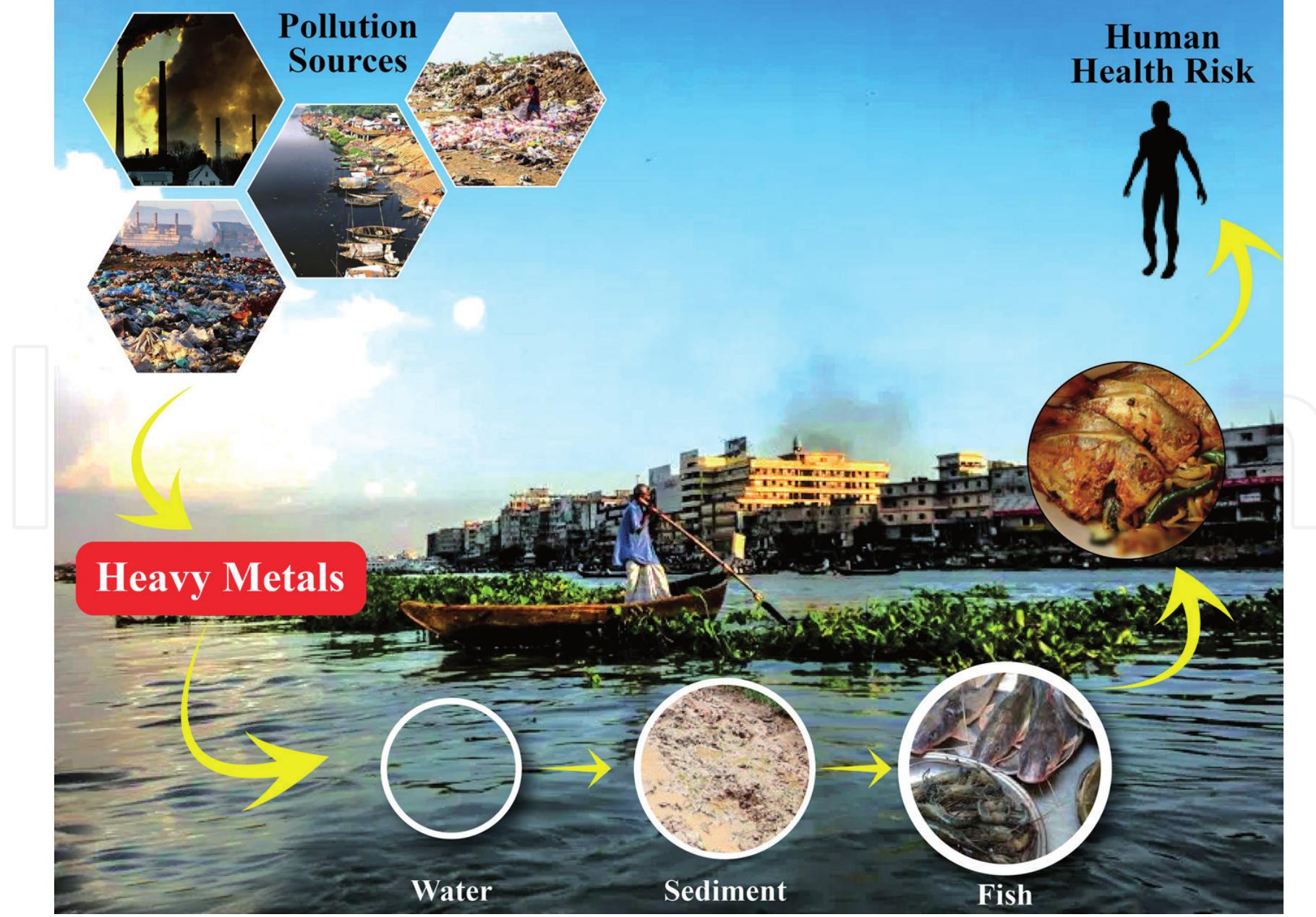 A conceptual schematic of contamination of heavy metals in