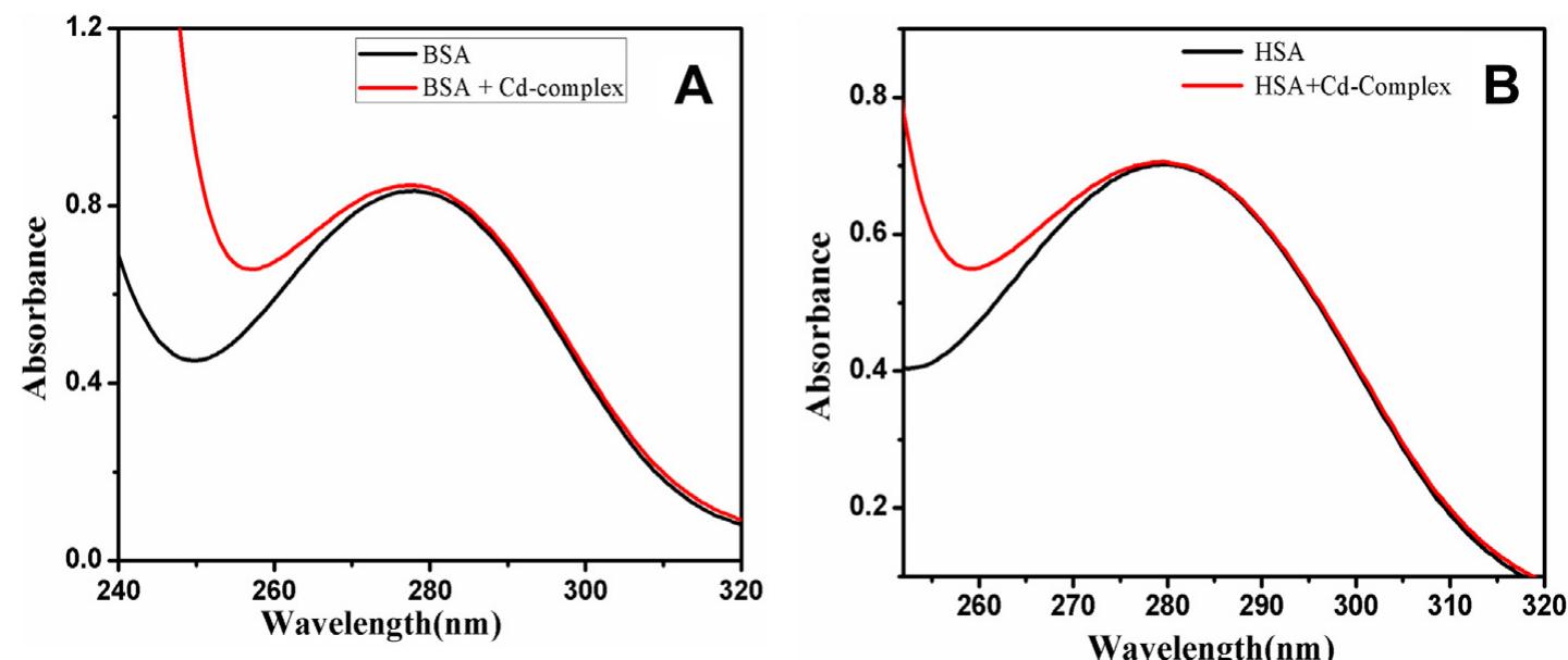 The uv-vis absorption spectra of bsa (left, a) and hsa