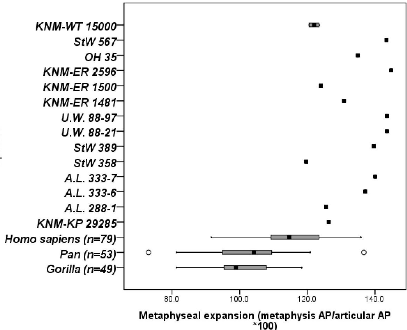 Figure 4 - The Foot and Ankle of Australopithecus sediba