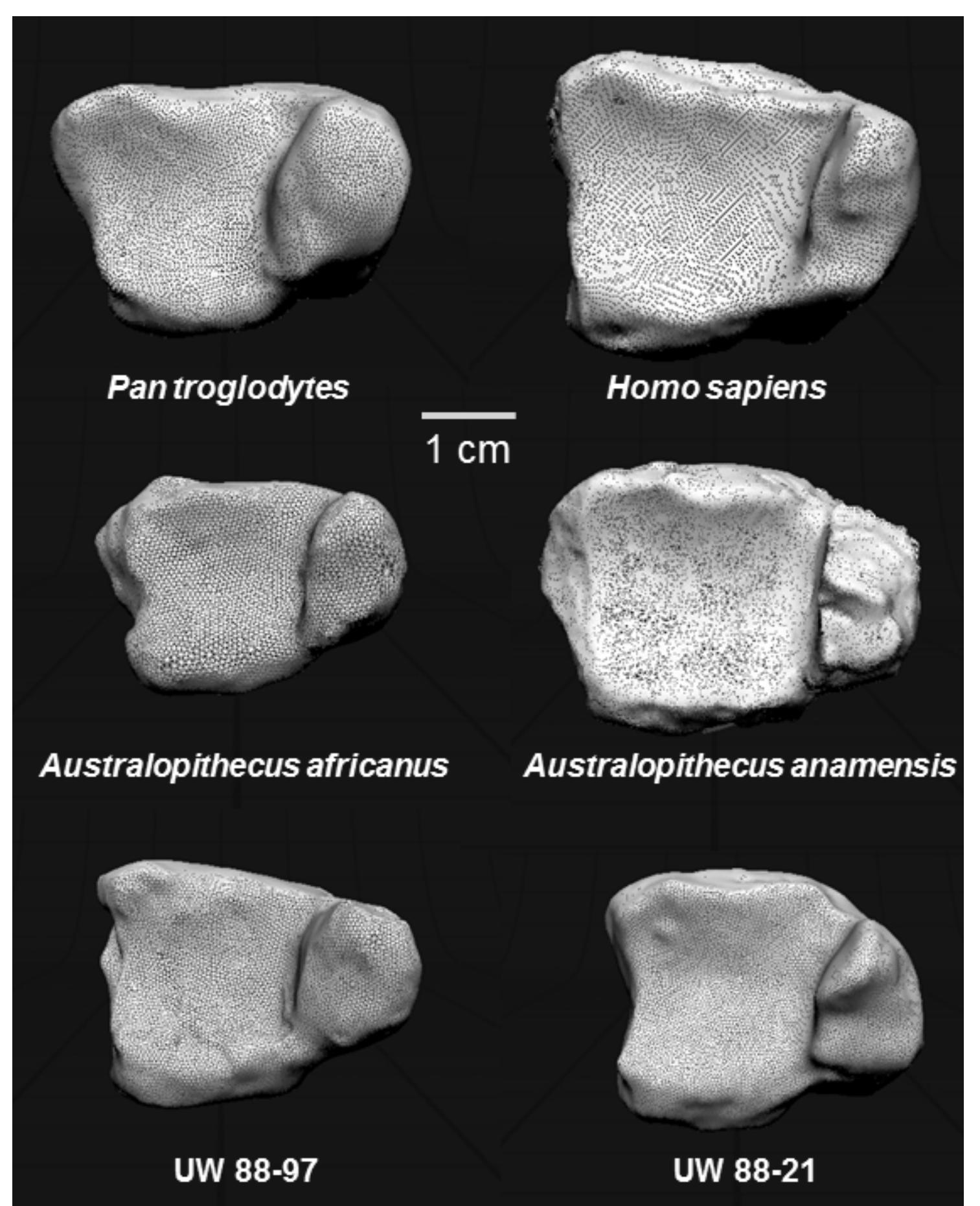 $4. distal tibia in inferior view. in this image, stw 358