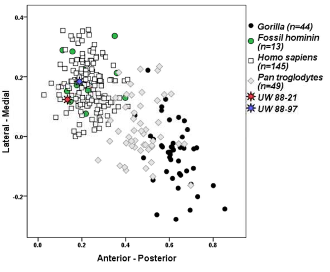 Figure 8 - The Foot and Ankle of Australopithecus sediba