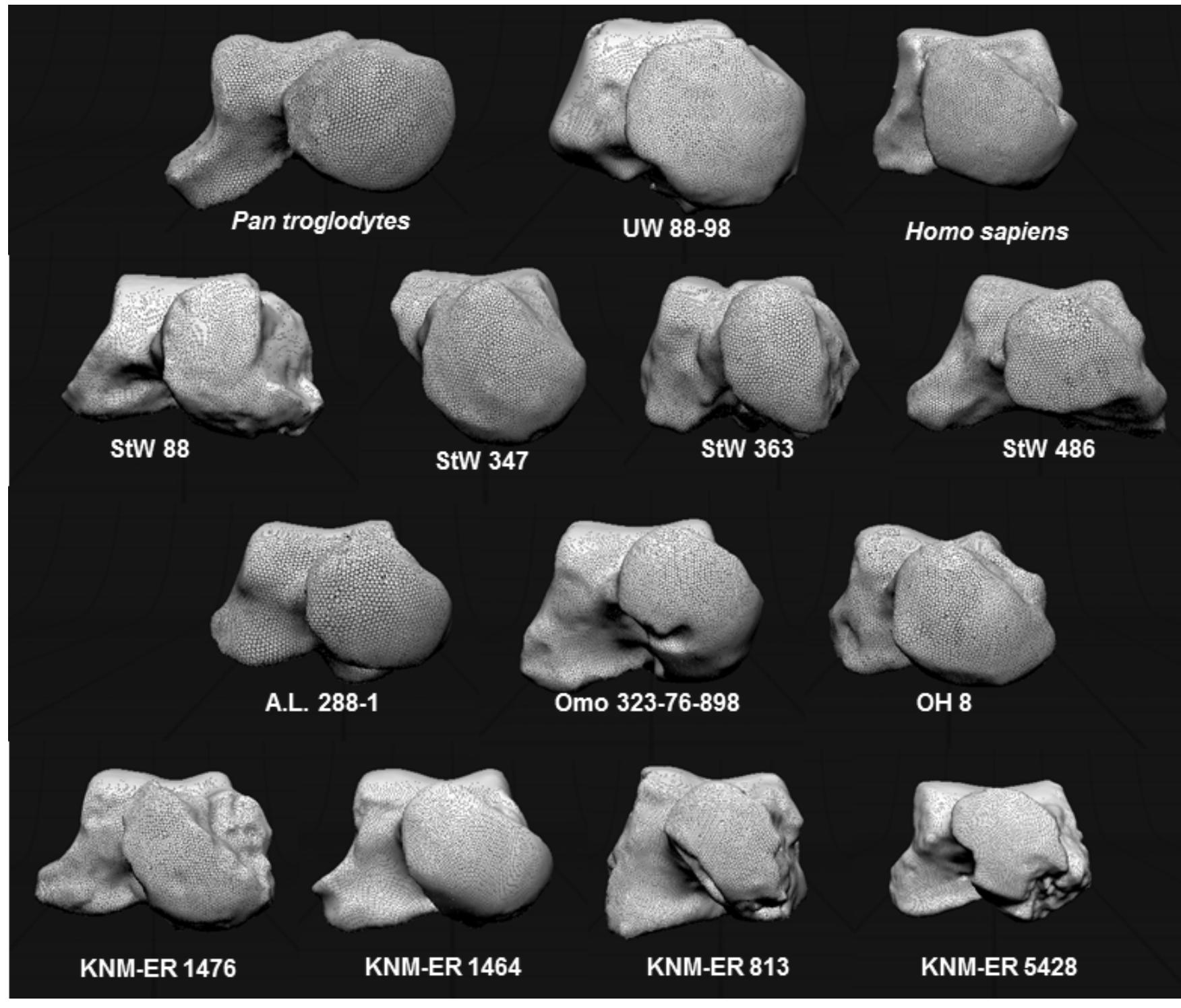 Figure 10 - The Foot and Ankle of Australopithecus sediba