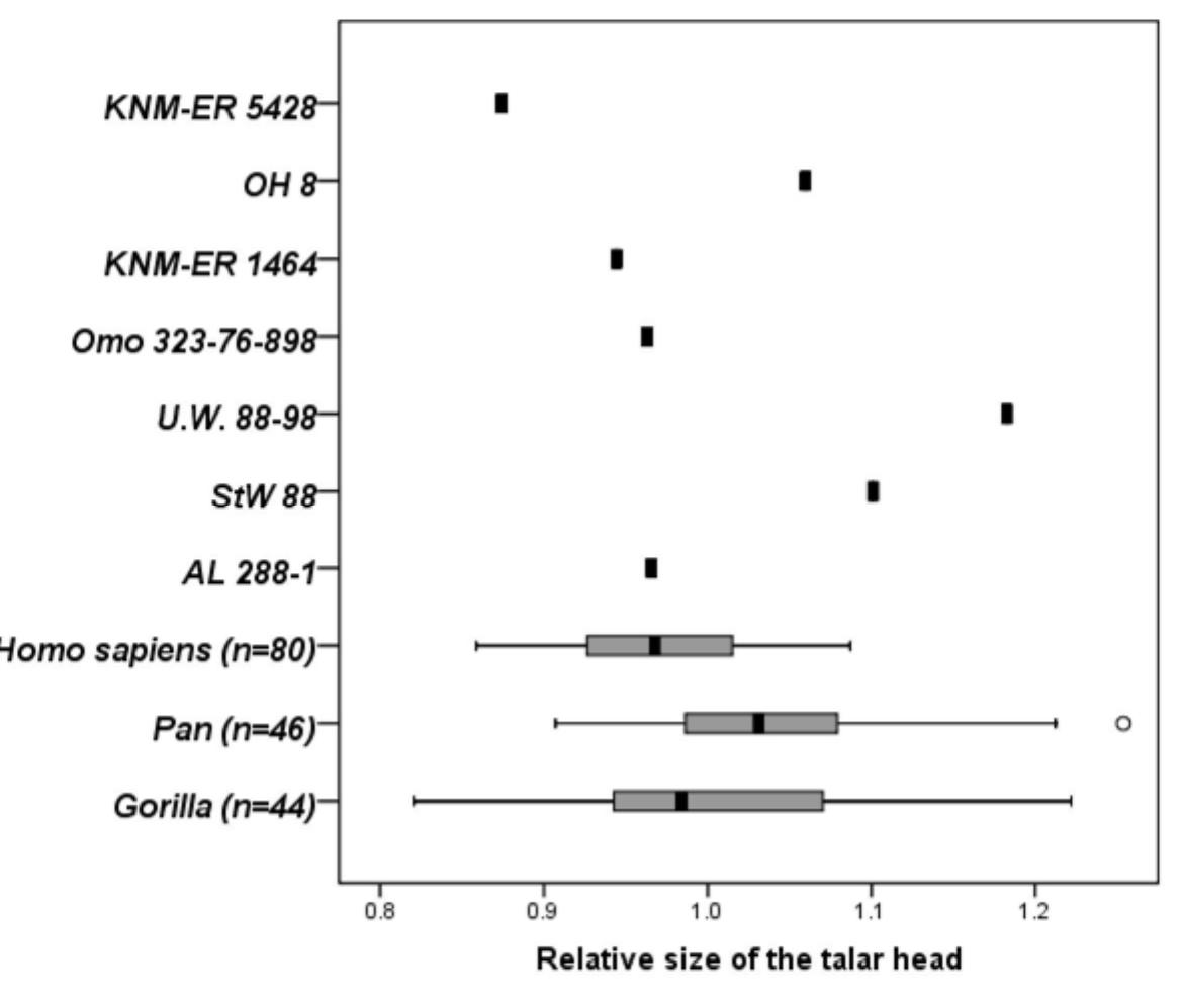 Figure 11 - The Foot and Ankle of Australopithecus sediba