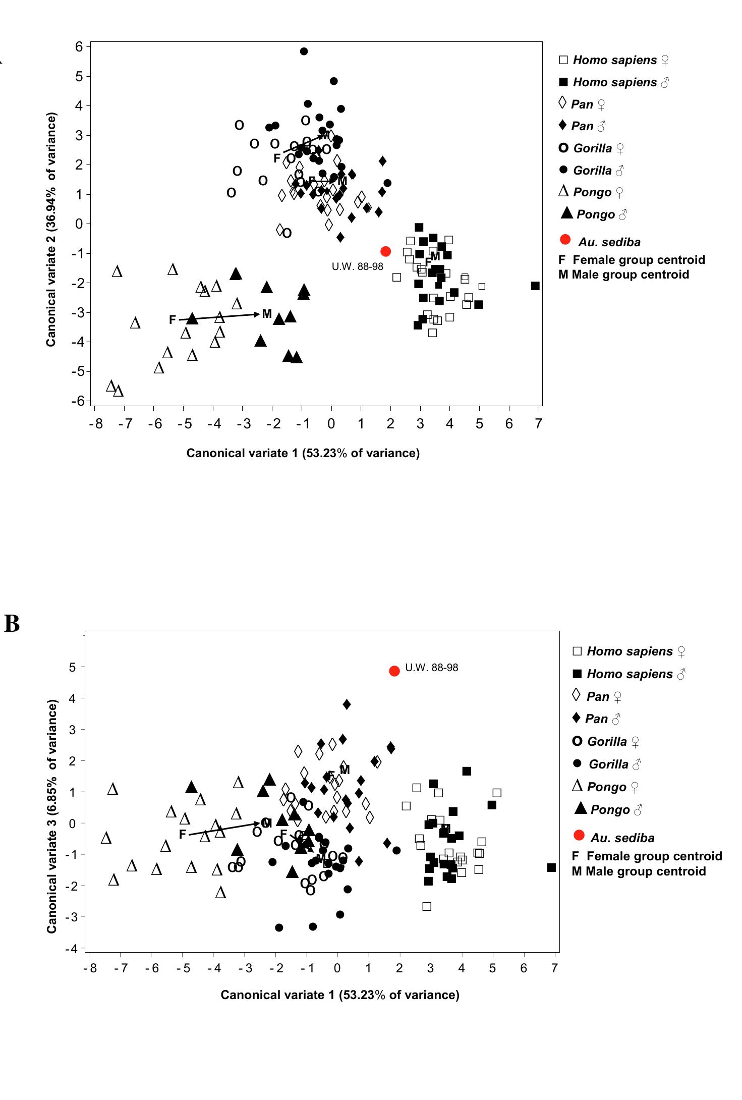 Figure 13 - The Foot and Ankle of Australopithecus sediba