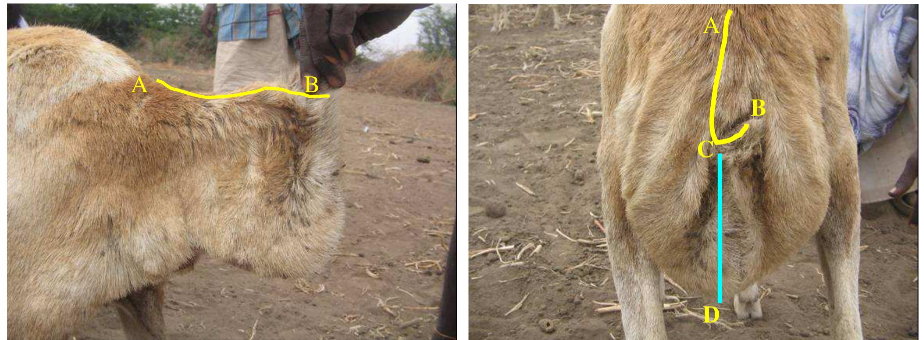 Appearance of fat tail and measurement points for afar sheep