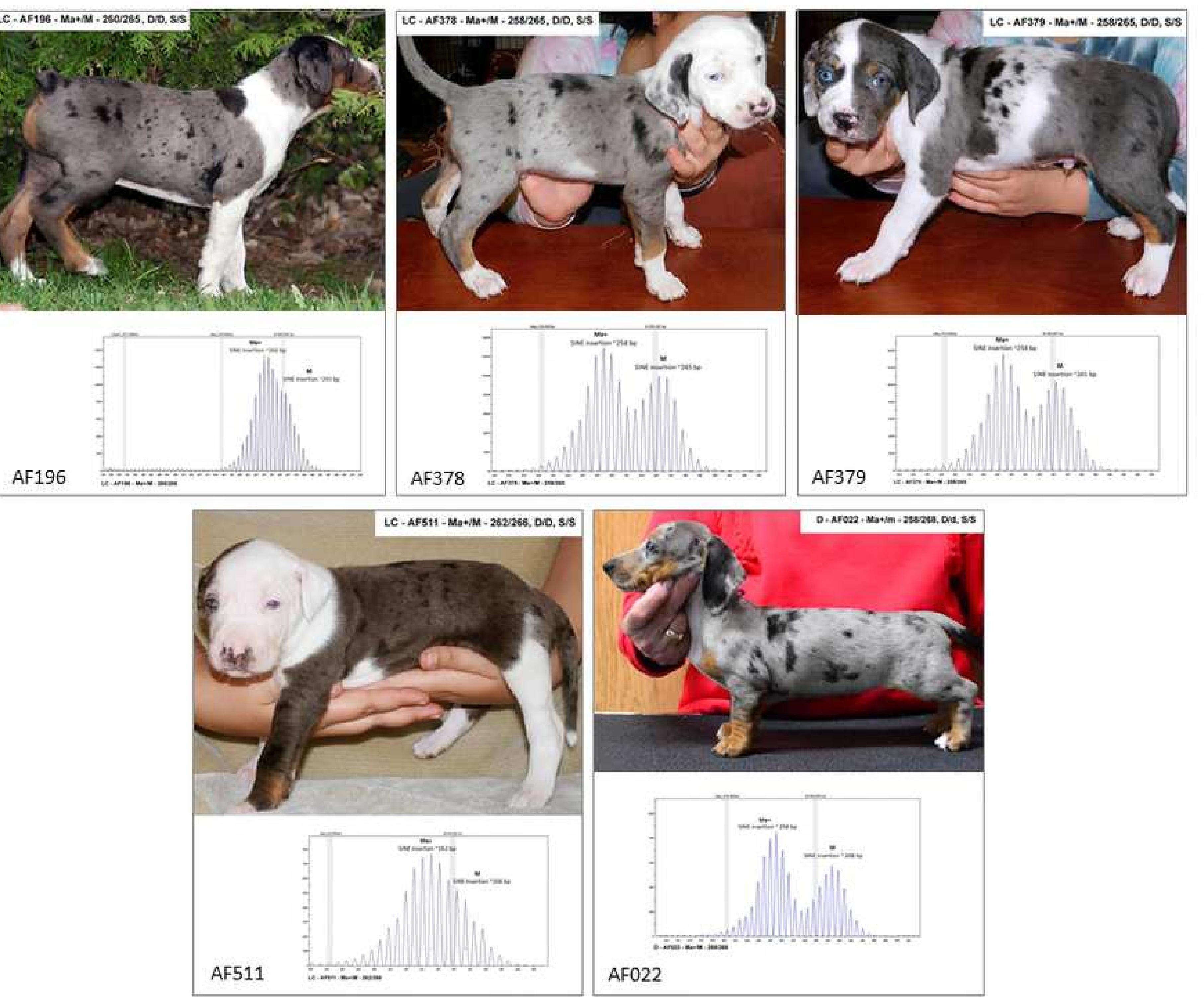 Figure 8 - Merle phenotypes in dogs - SILV SINE insertions