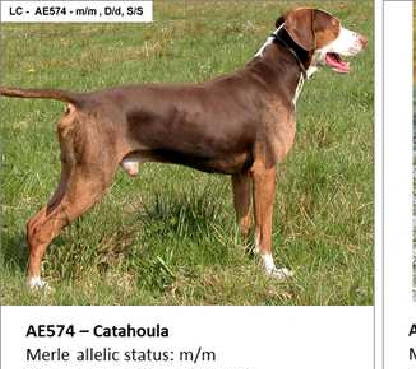 Figure 13 - Merle phenotypes in dogs - SILV SINE insertions