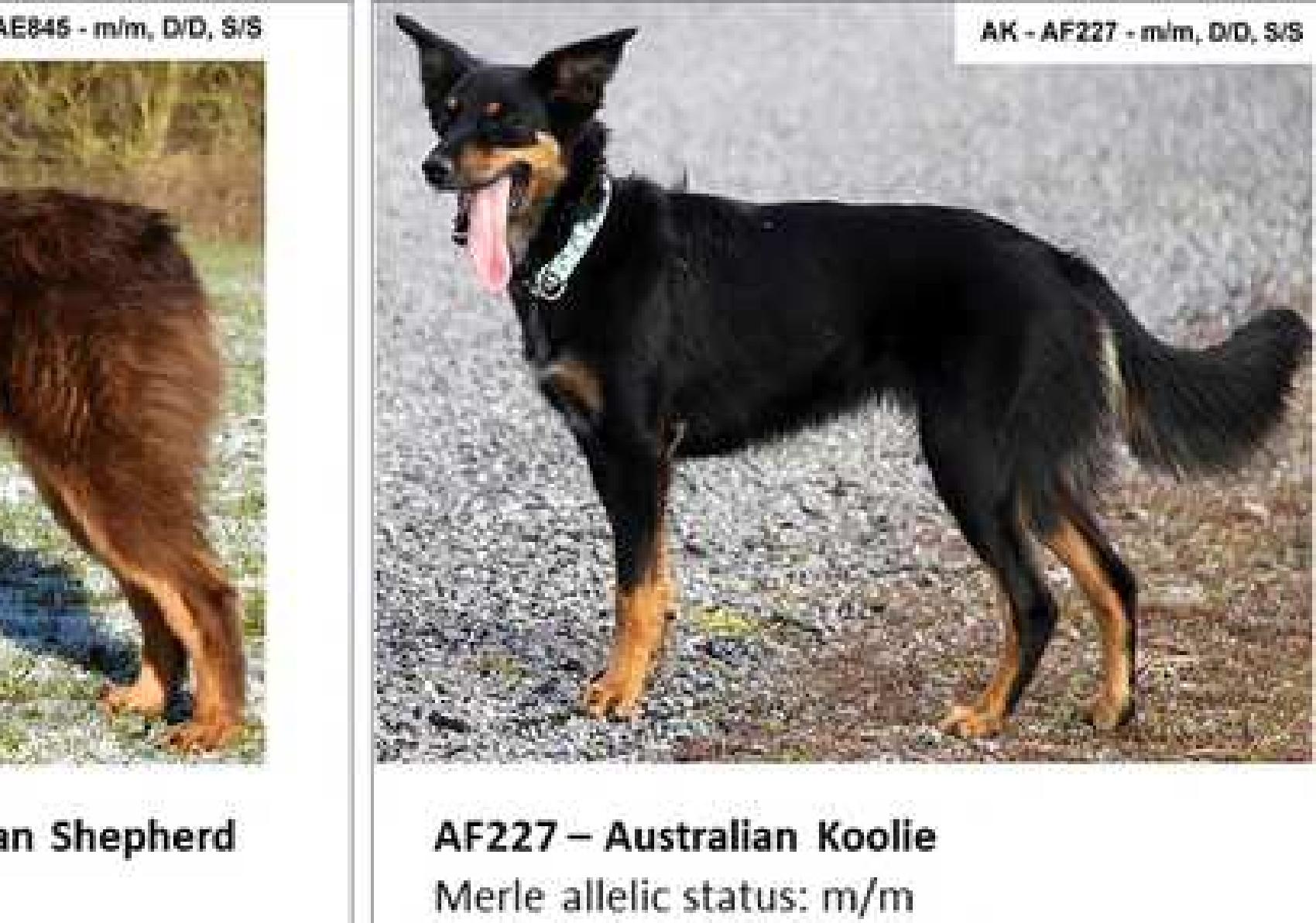 Figure 15 - Merle phenotypes in dogs - SILV SINE insertions