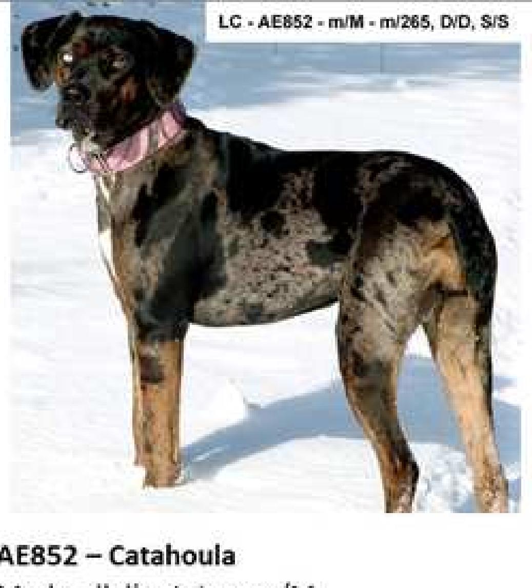 Figure 28 - Merle phenotypes in dogs - SILV SINE insertions