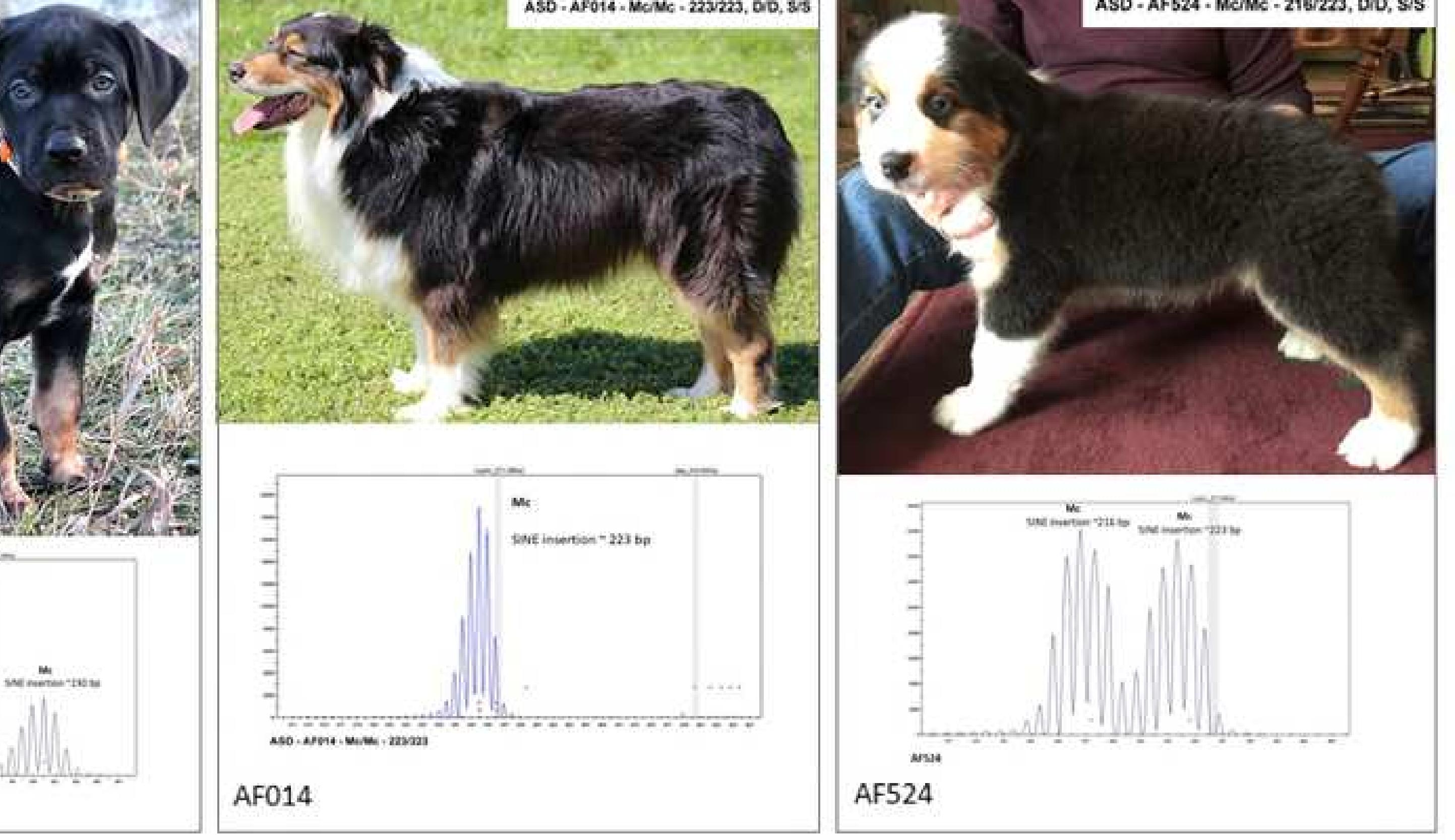 Figure 50 - Merle phenotypes in dogs - SILV SINE insertions