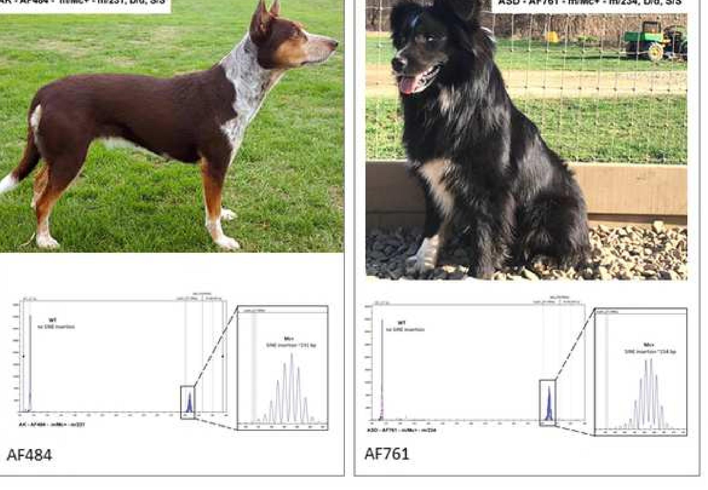 Figure 52 - Merle phenotypes in dogs - SILV SINE insertions