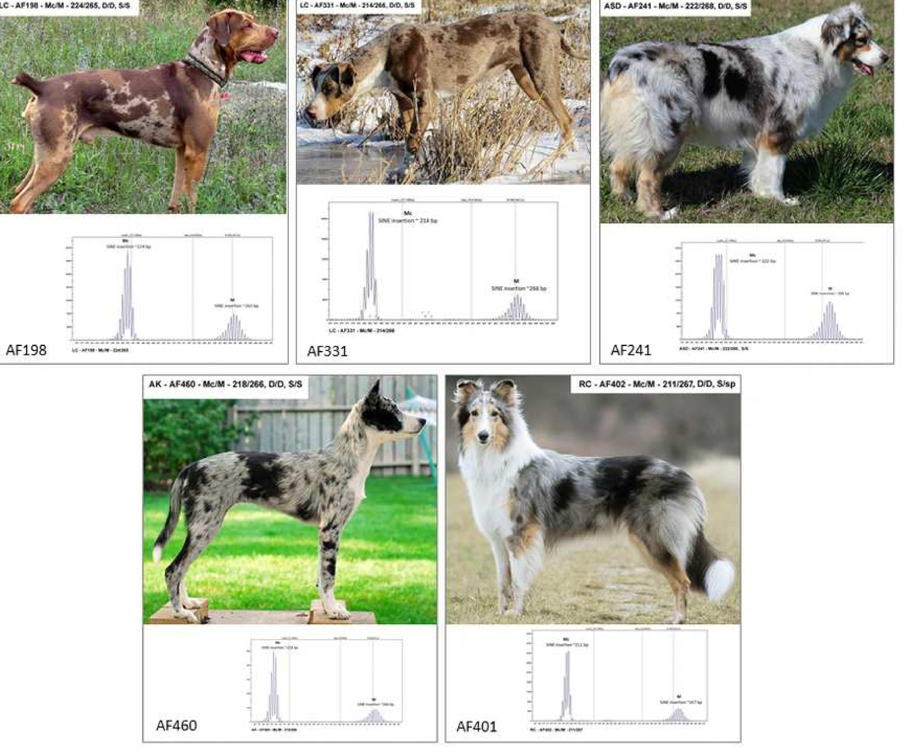 Figure 63 - Merle phenotypes in dogs - SILV SINE insertions