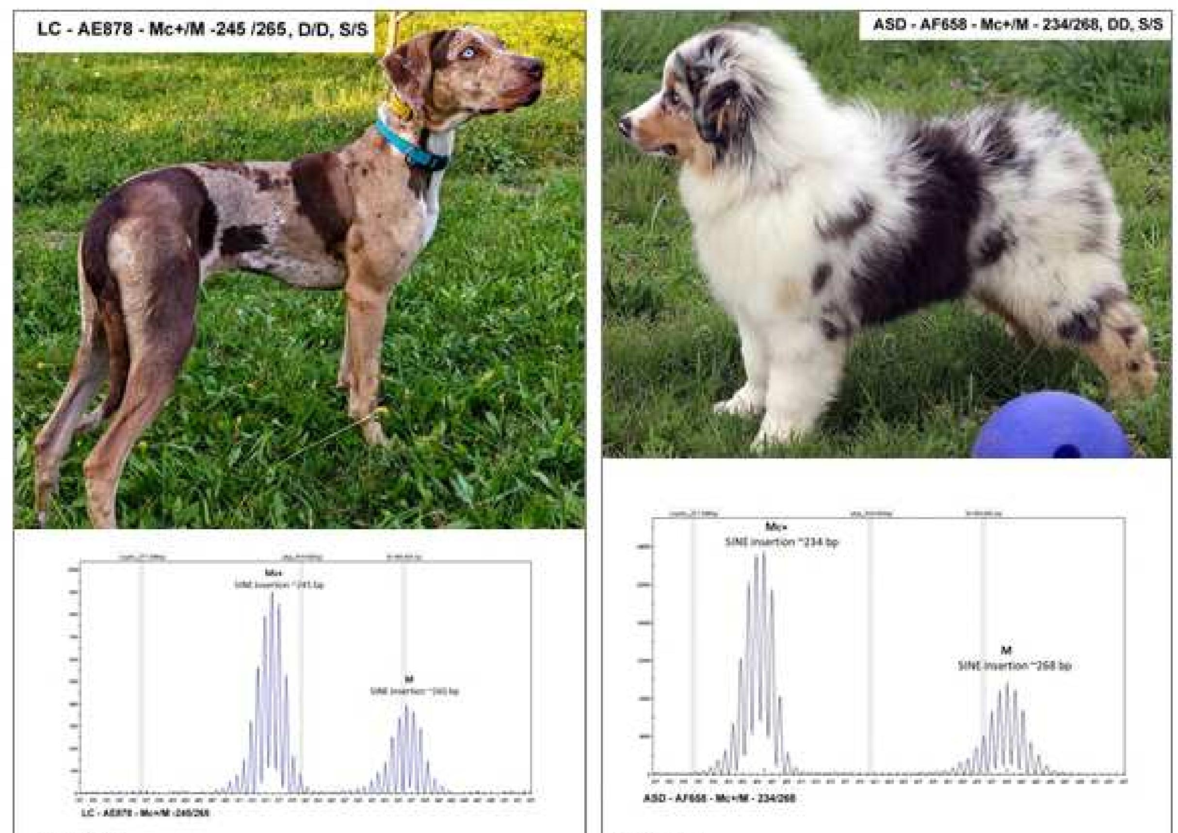 Figure 64 - Merle phenotypes in dogs - SILV SINE insertions