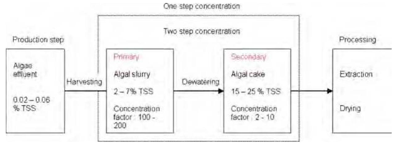 Schematic presentation of microalgal production and