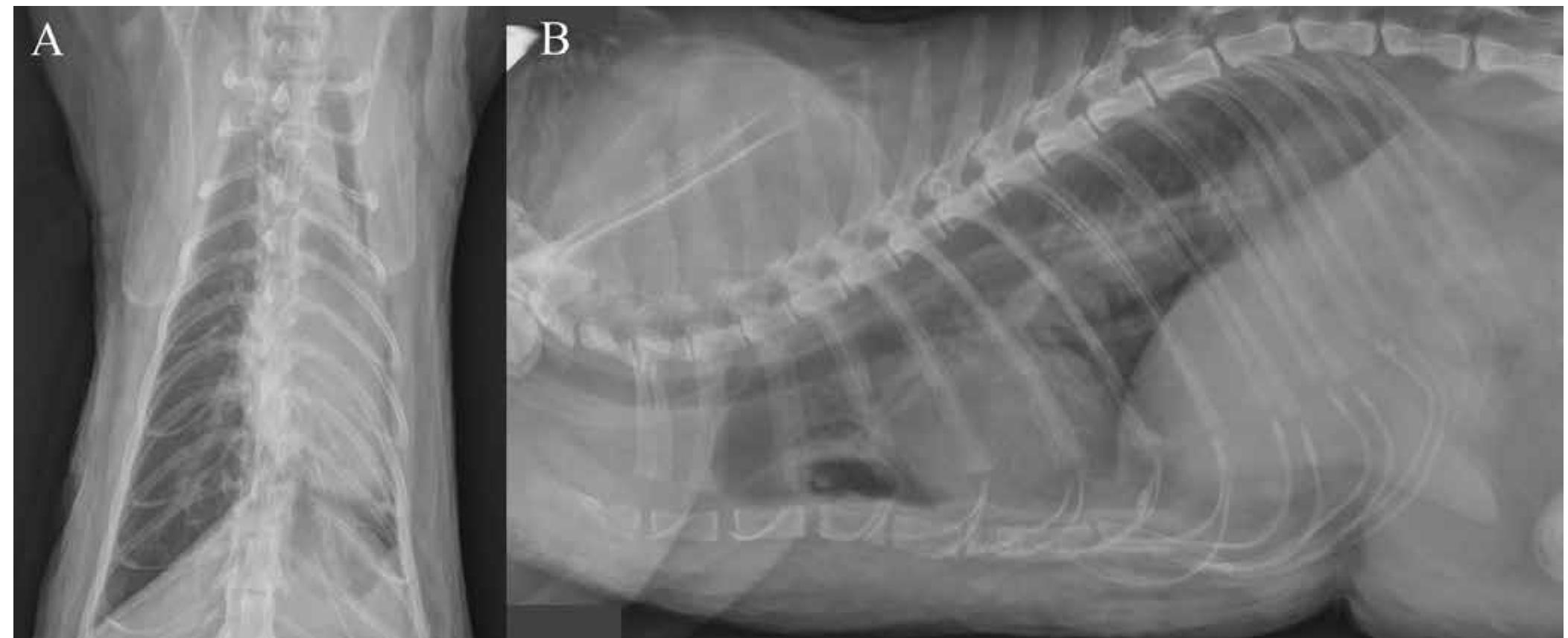 A. lateral and b. dorsoventral thoracic radiographs of the
