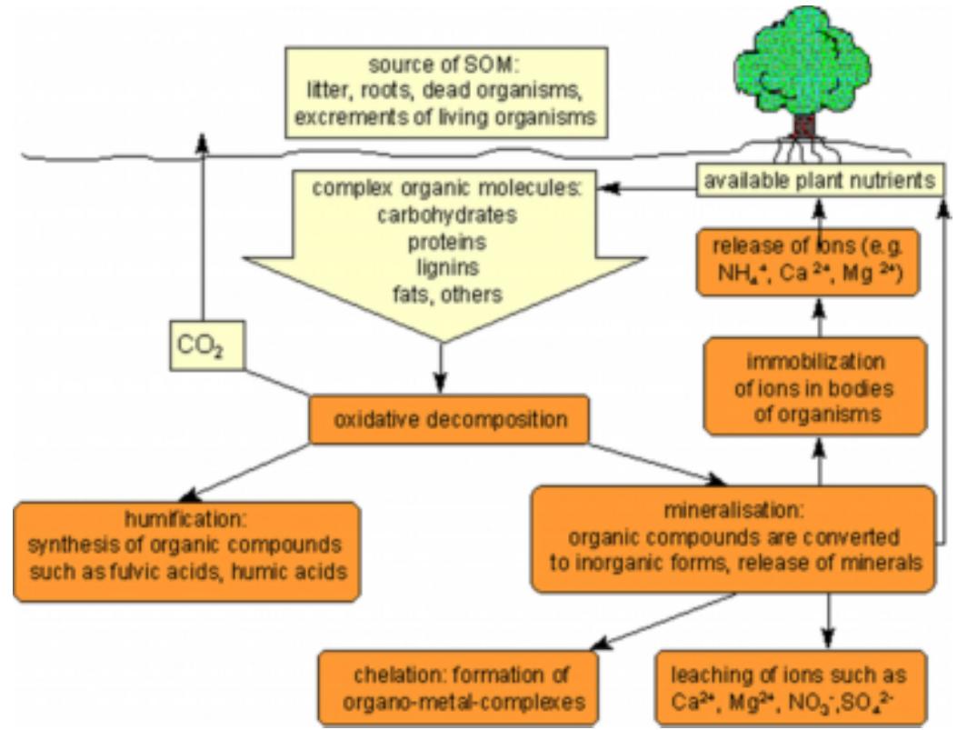 Mineralization of organic compounds within soil