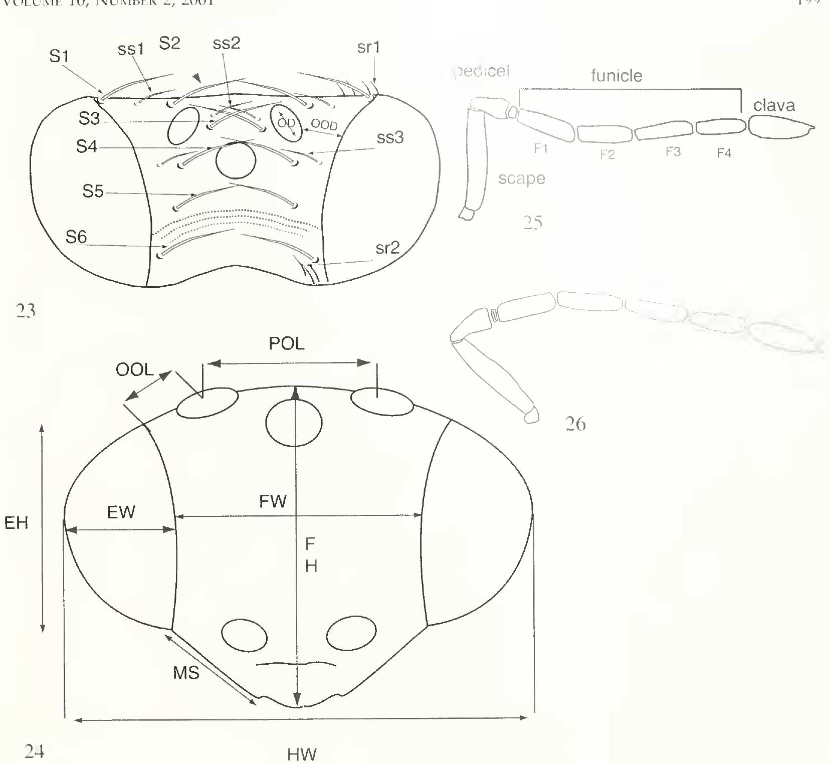S. 23-26. fuplectrus morphology. 23, head in dorsal view.