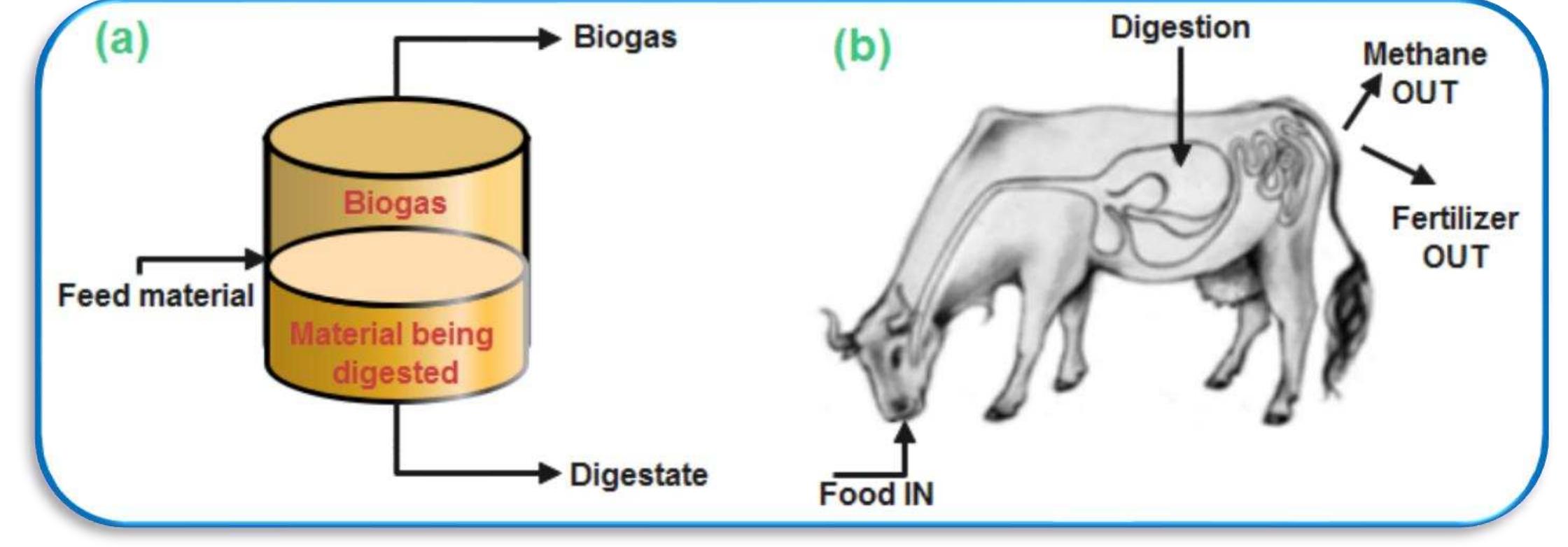 Biodigester (a) flow diagram and (b) cow’s stomach [21, 29]
