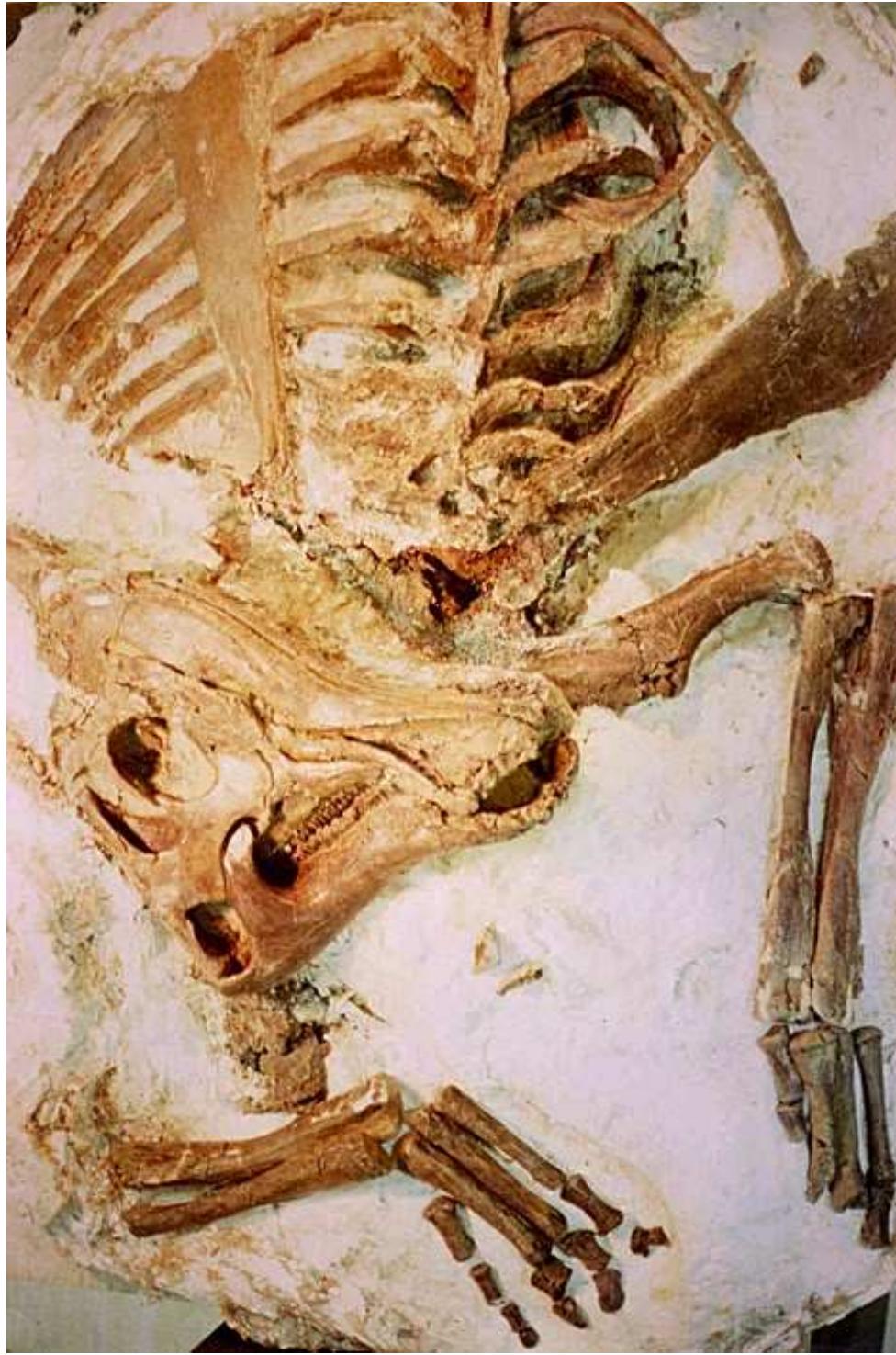 Anterior portion of skeleton of cmn 34825, a sub- adult