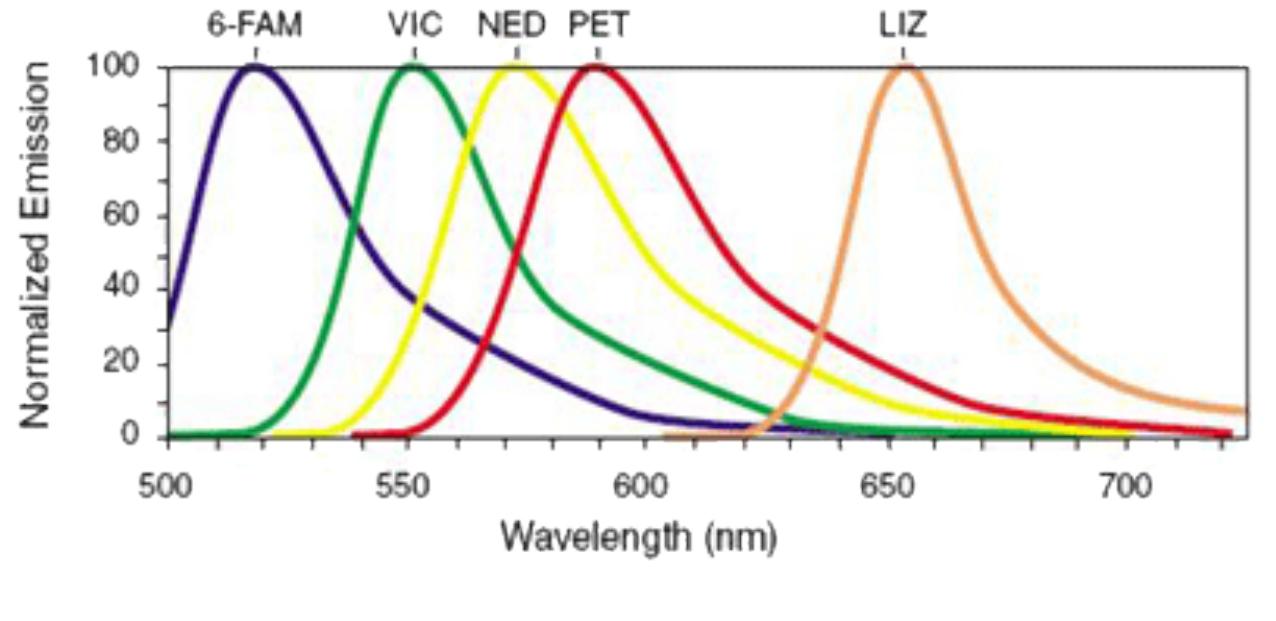 Example of emission spectra of 6-fam™, vic", ned™, pet” and