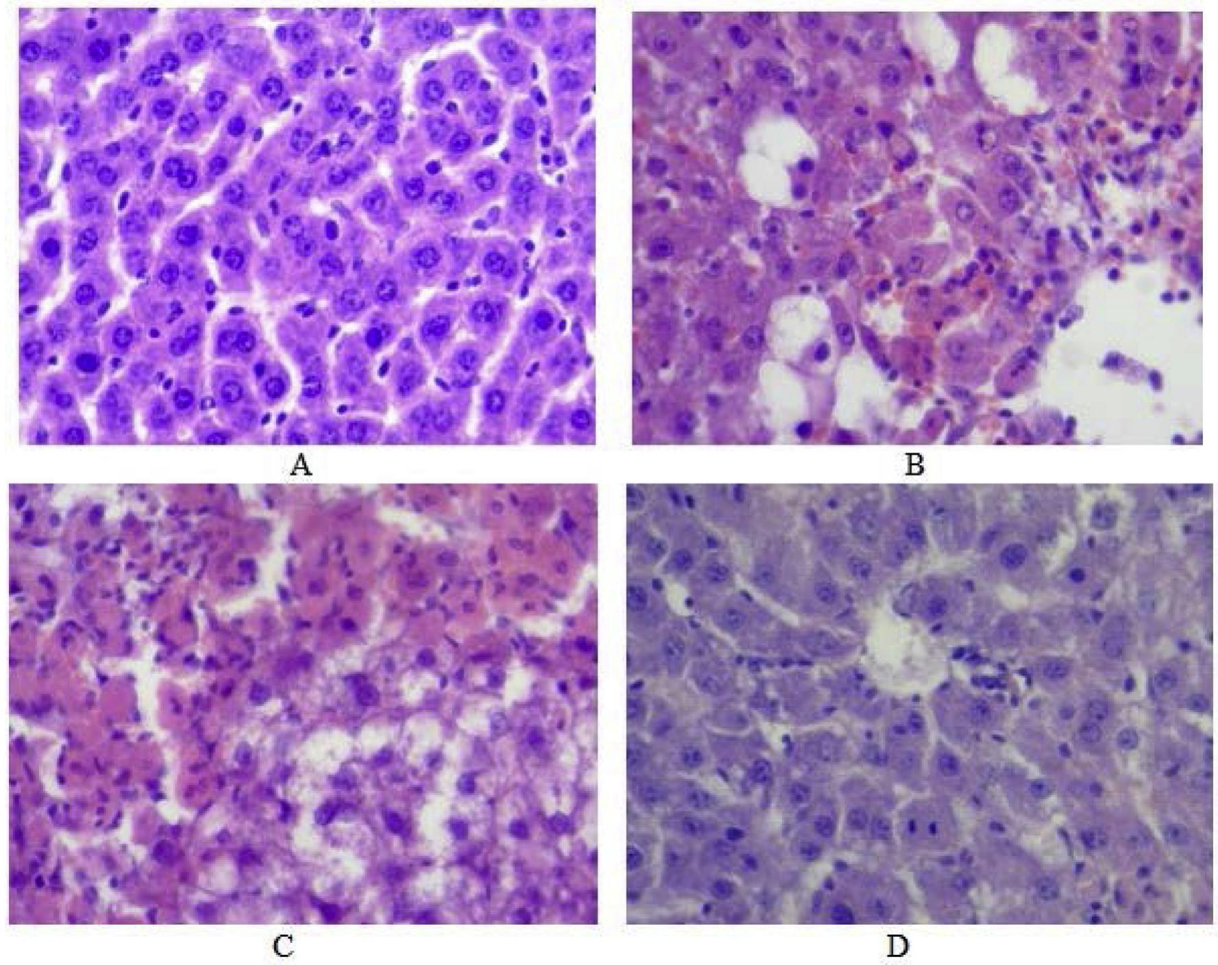 Histology of the liver of (a) intact control rat; (b)
