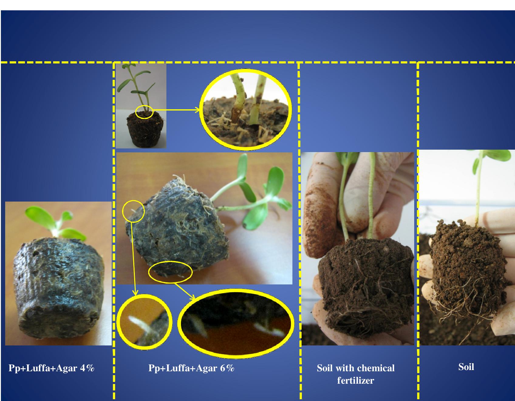 The root system in the four media at the end of the