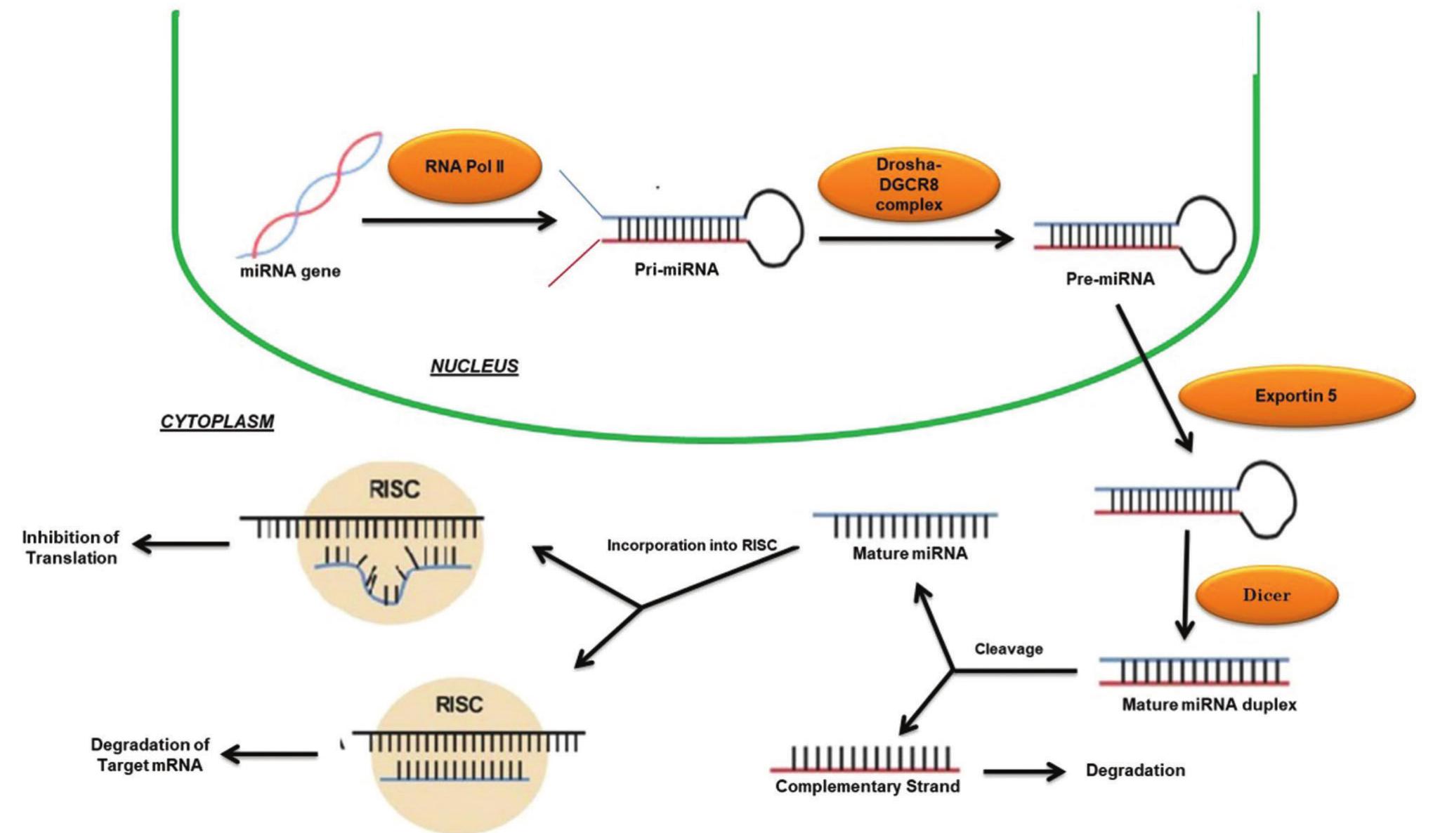 Biogeneis and mechanism of action of mirnas. 2009; friedman