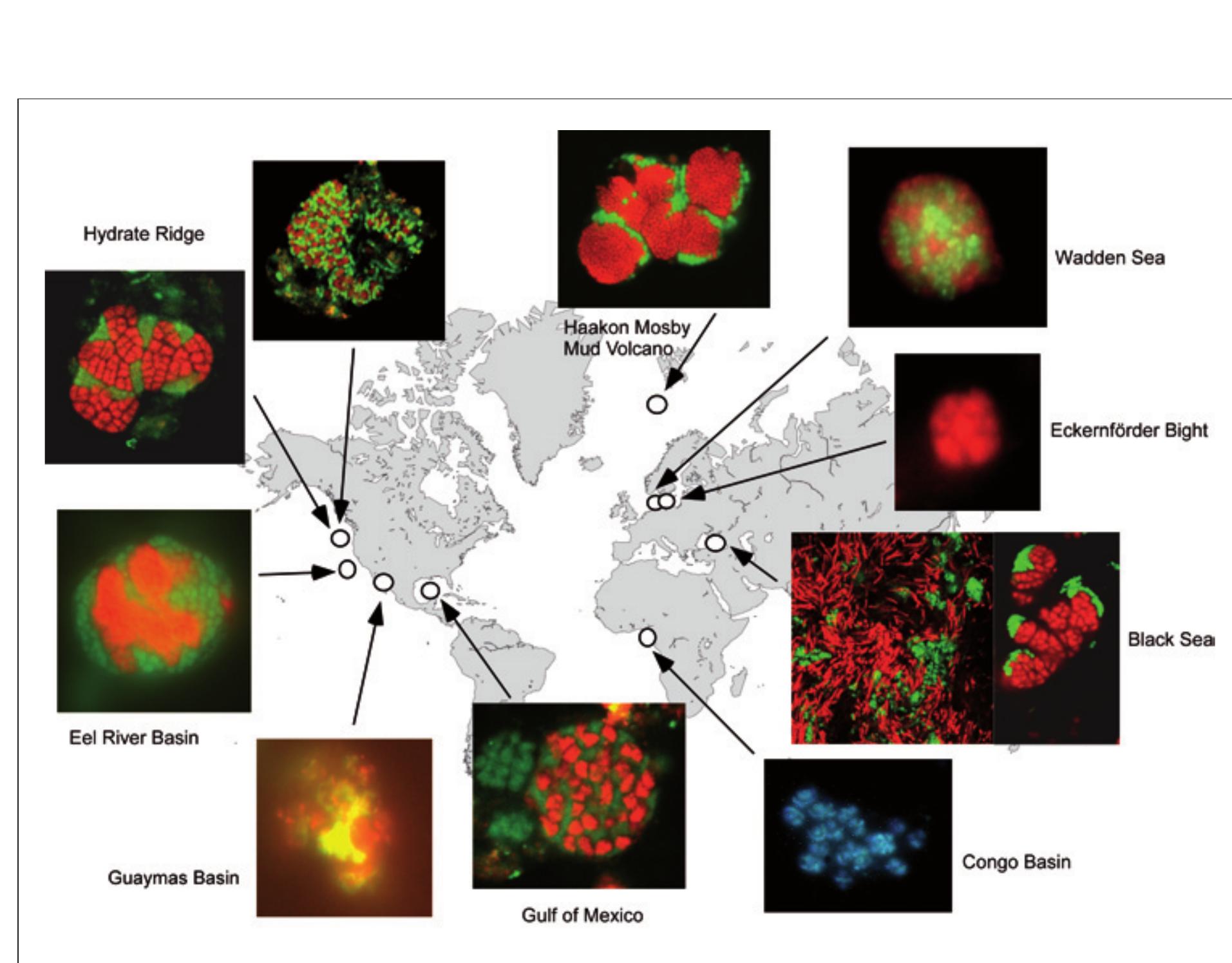 Figure 30 - from Marine microbial diversity and its role in