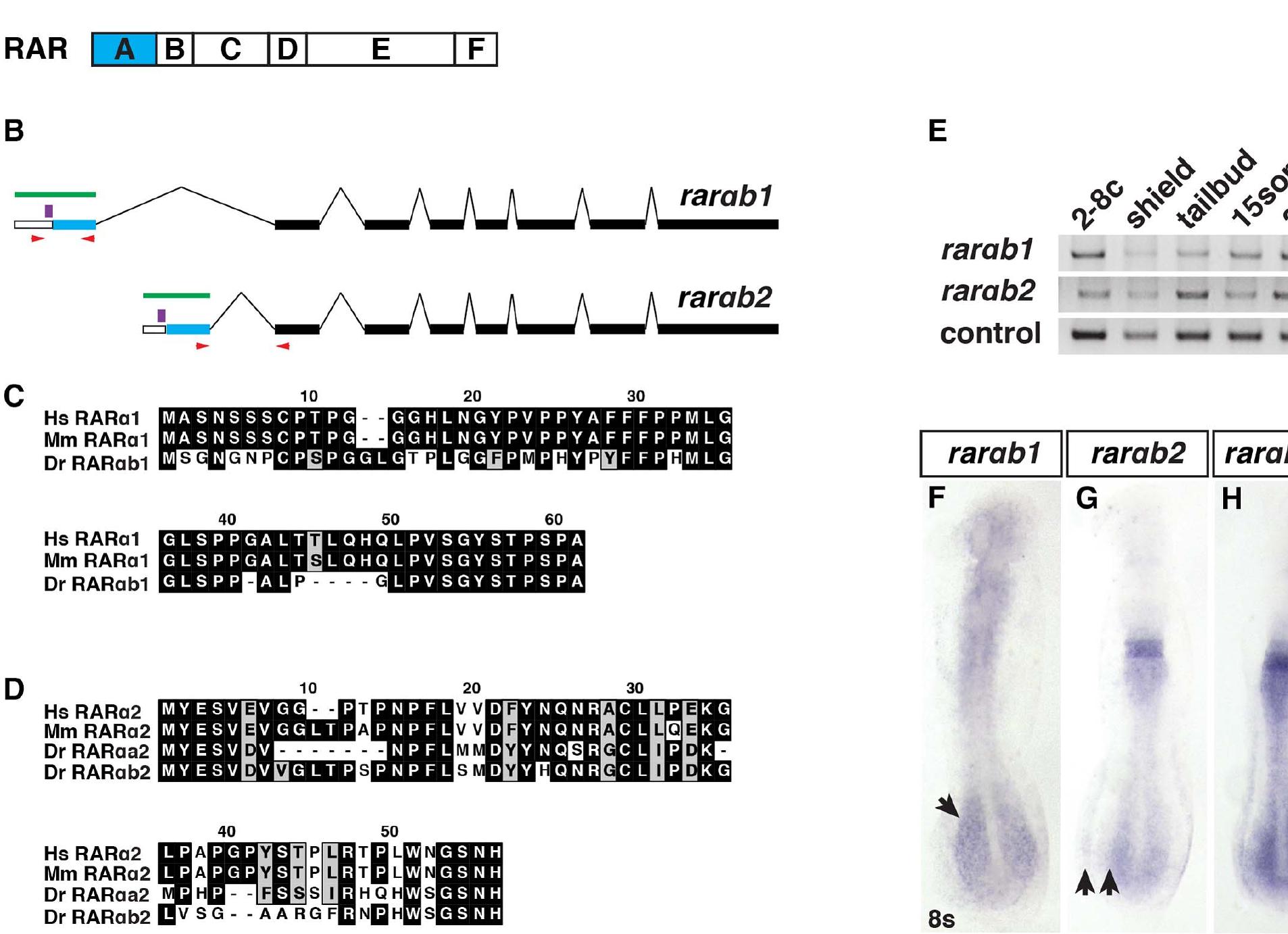 Rarab1 and rarab2 sequences and expression. (a) schematic