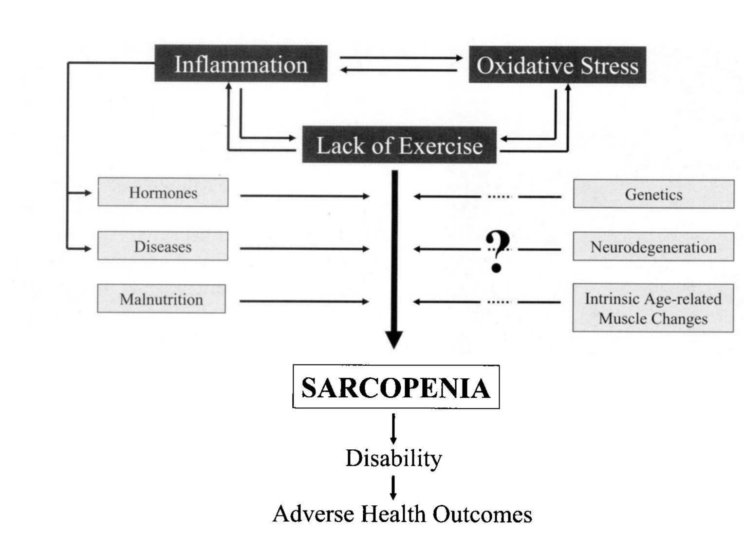 Pathogenesis of sarcopenia, from inflammation and oxidative
