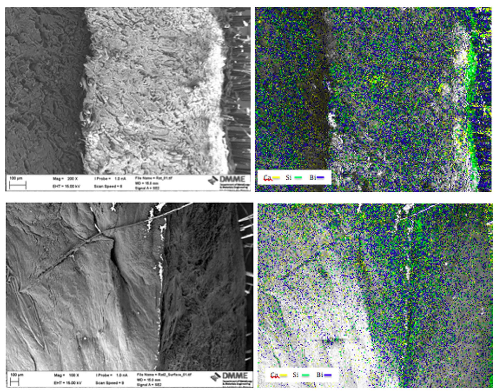 Scanning electron micrograph of transverse sections through