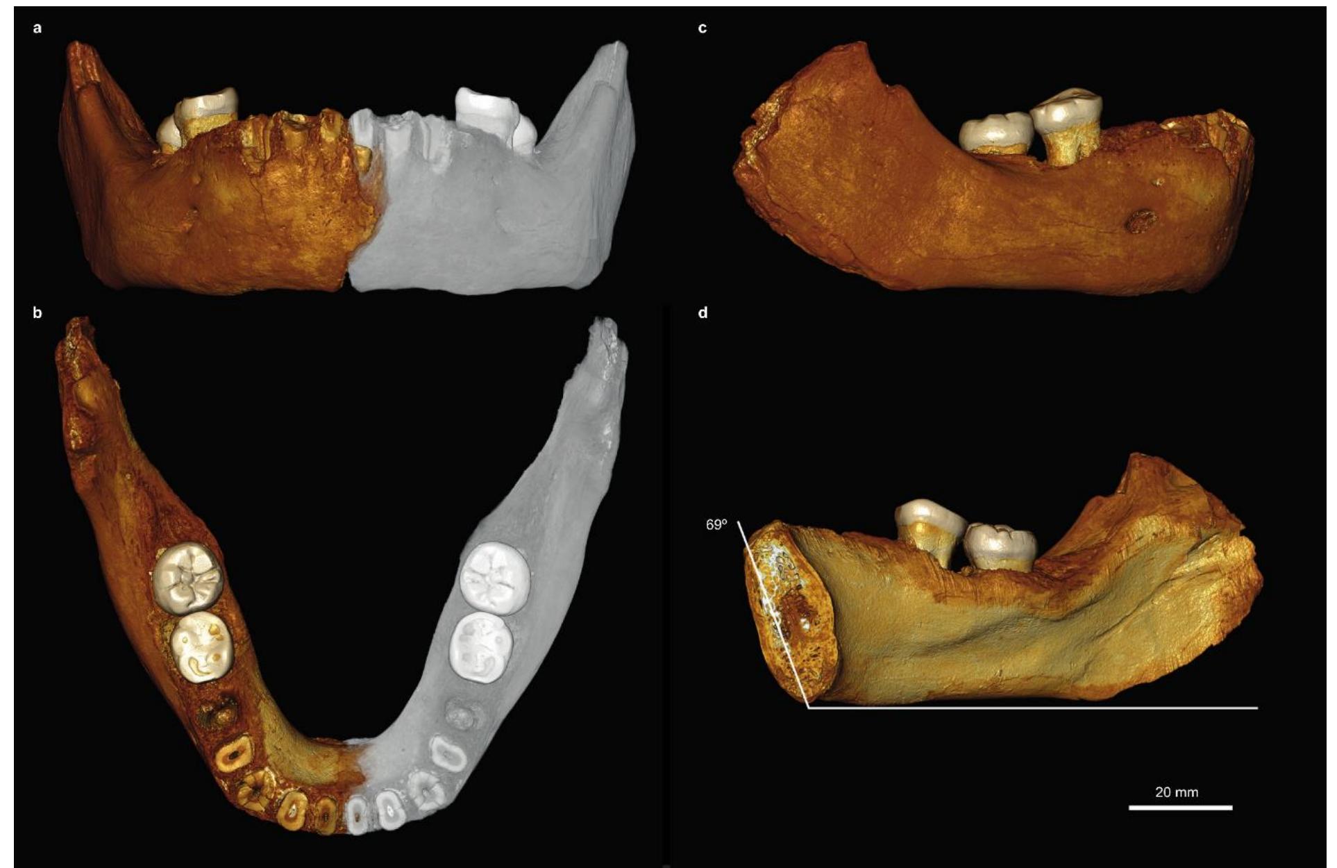 The xiahe mandible. anterior (a), occlusal (b), lateral (c),