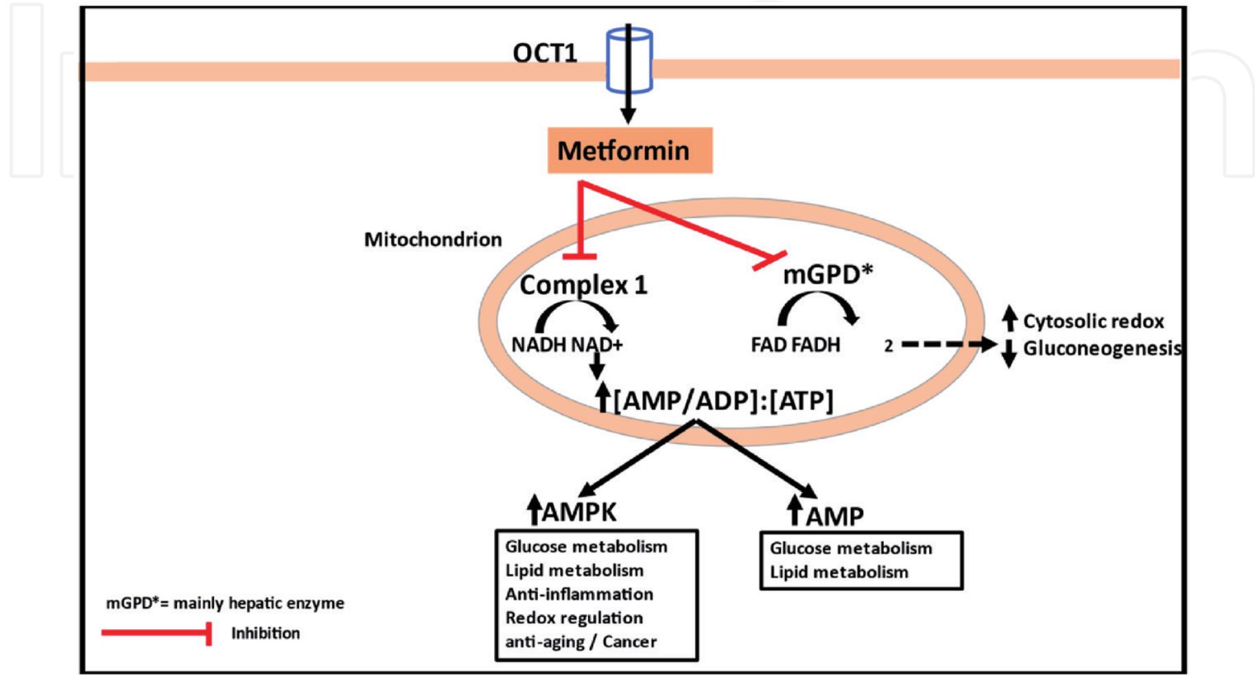 primary molecular mechanism of metformin action. for
