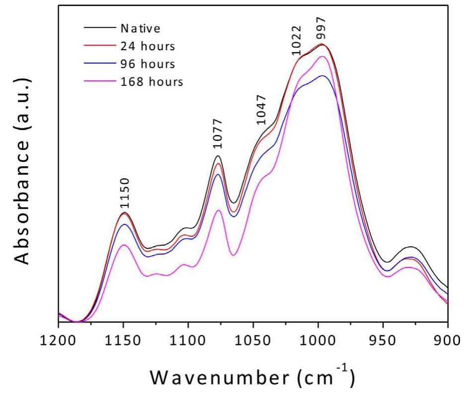 Ftir diffraction patterns native and fermented corn starch