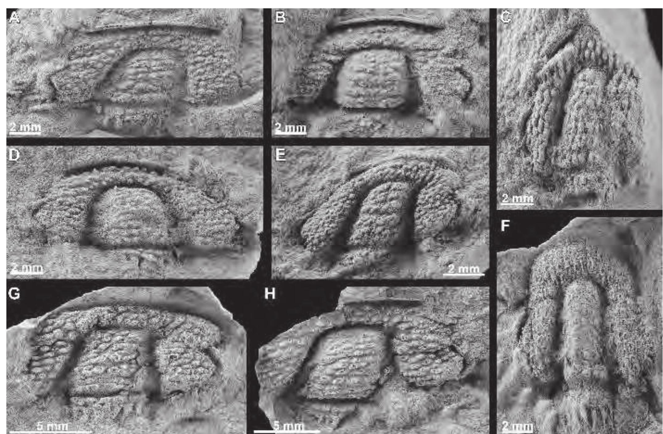 16. pardailhania sdzuyi lian & gozalo, 1986. a) cranidium,