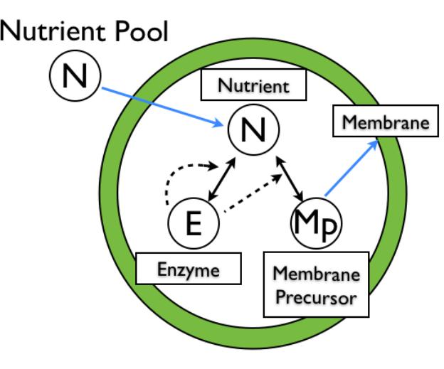 In this simple case the protocell consists only of nutrient,